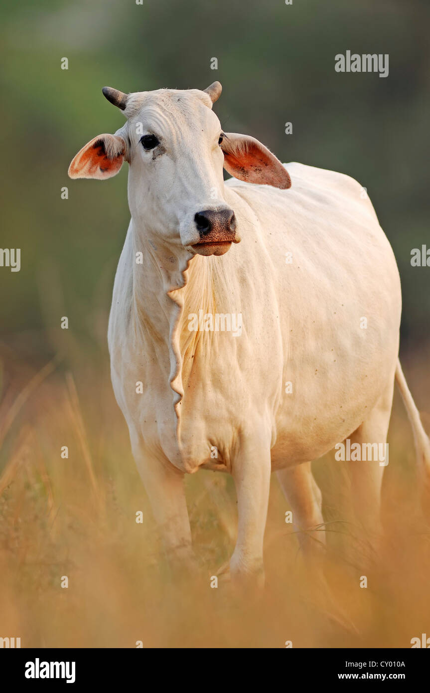 Wild cattle india -Fotos und -Bildmaterial in hoher Auflösung – Alamy