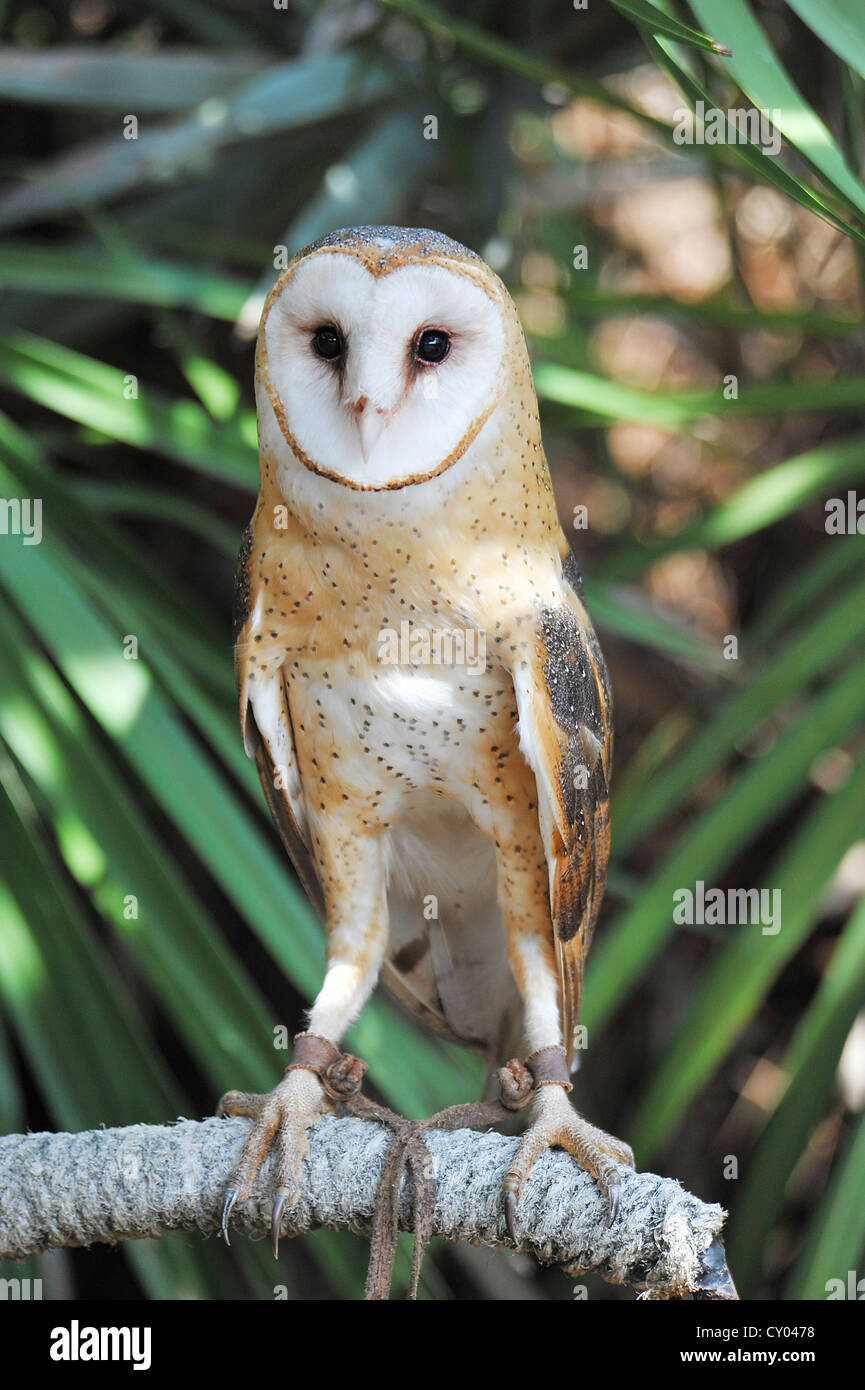 Nordamerikanische schleiereule -Fotos und -Bildmaterial in hoher Auflösung – Alamy