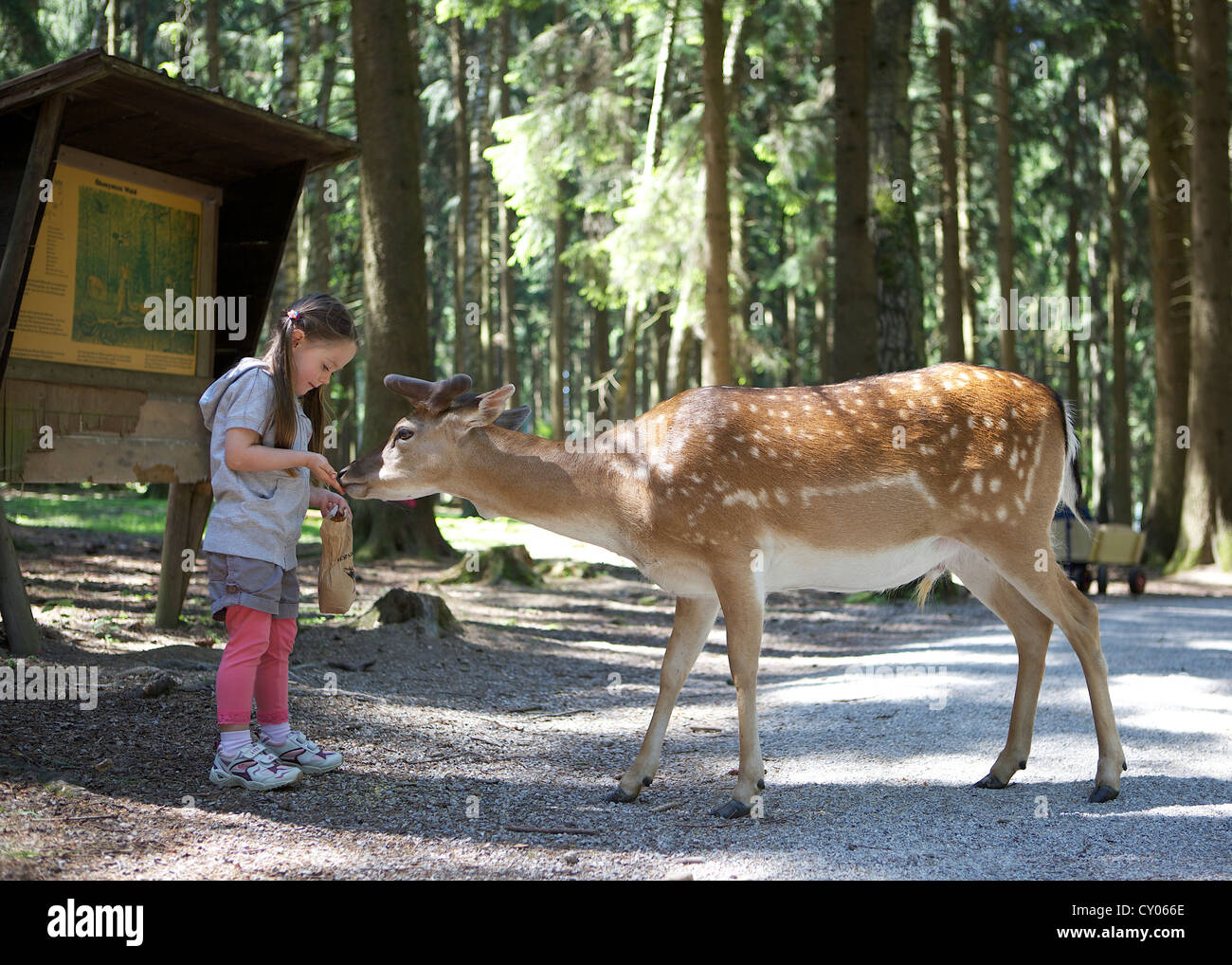 Drei-Jahr-altes Mädchen Handanlage Damhirsche in einem Wald, Tierpark ...