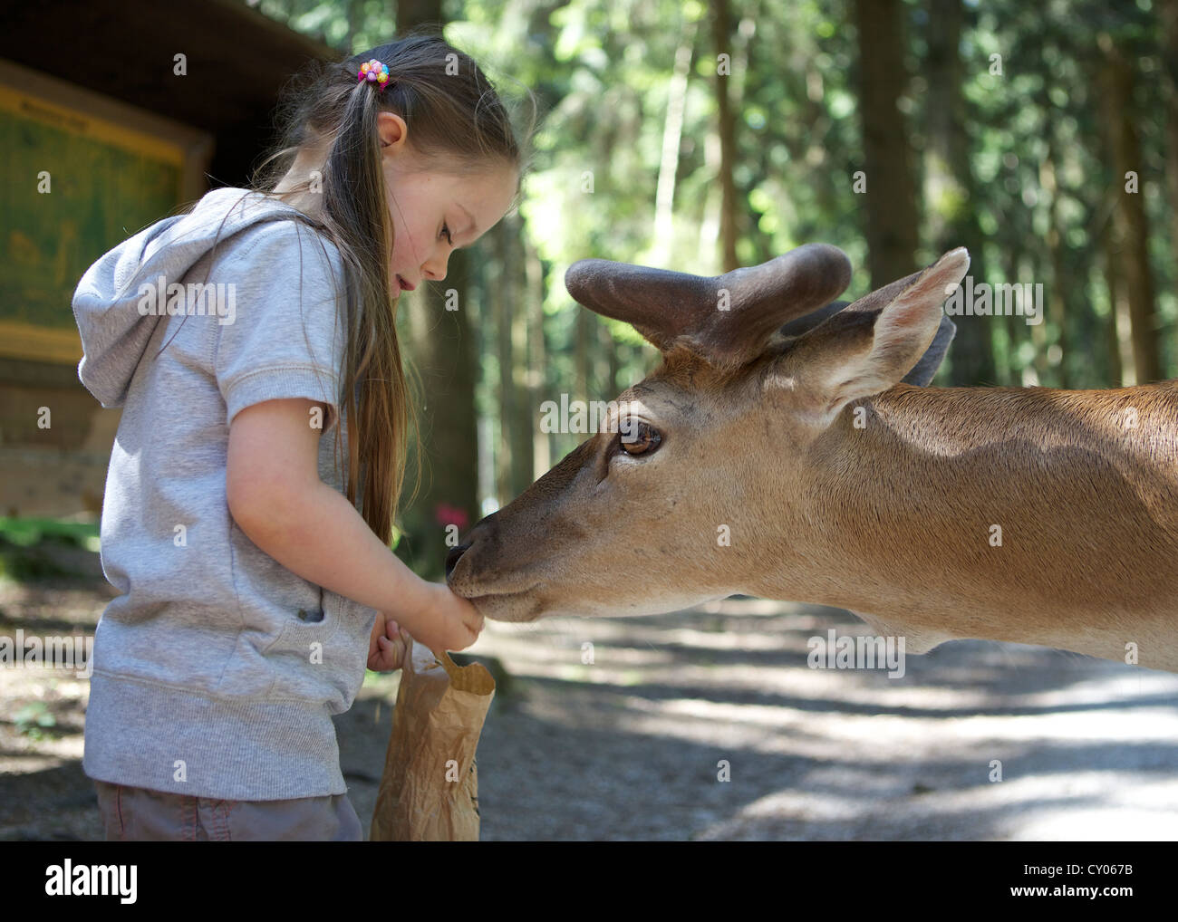 Zahme hirsche cervus -Fotos und -Bildmaterial in hoher Auflösung – Alamy