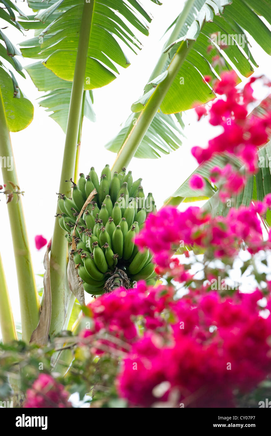 Plantain musa sp -Fotos und -Bildmaterial in hoher Auflösung – Alamy