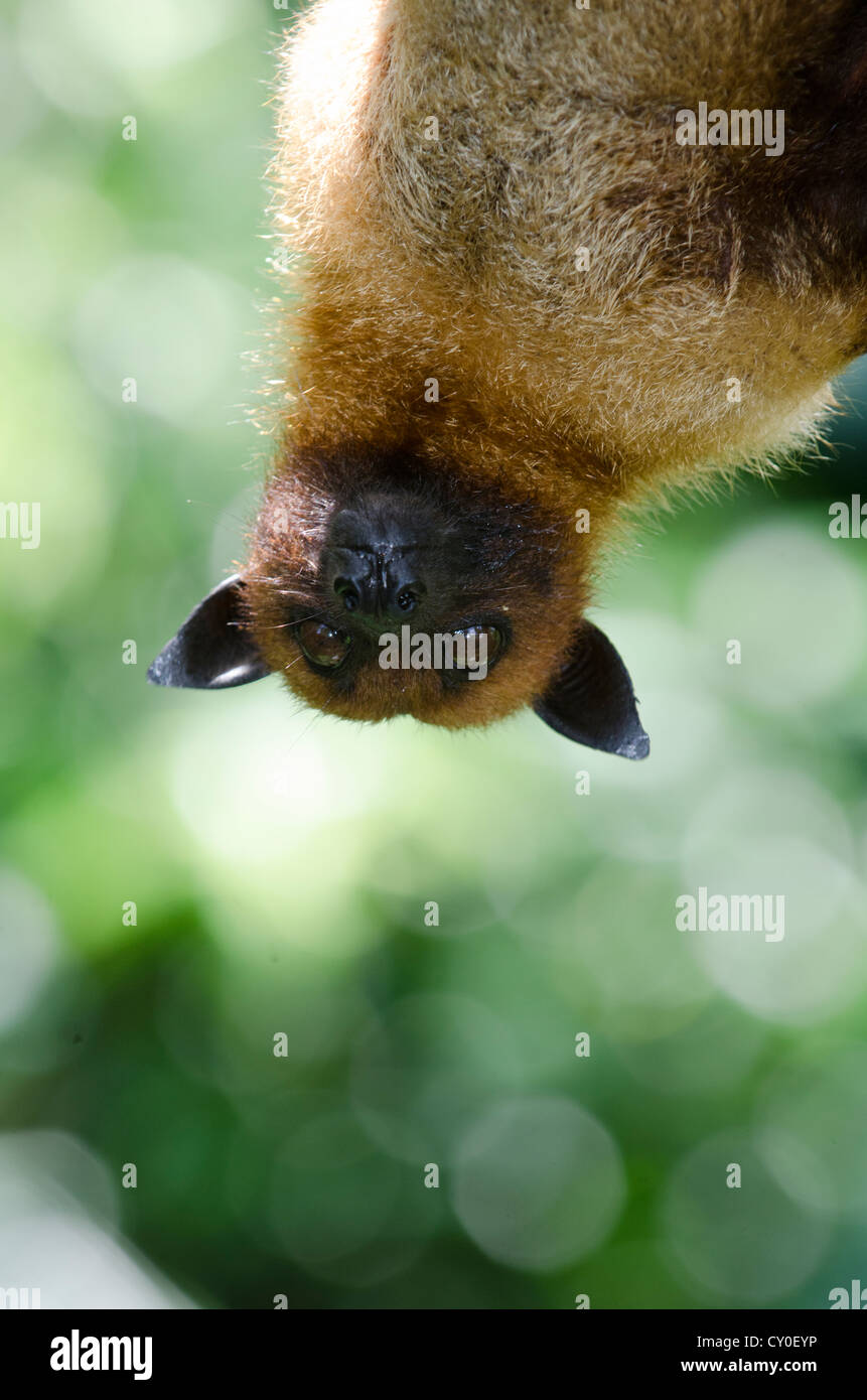Große oder größere Flughund (Pteropus Vampyrus) oder Kalang. Aus Süd-Ost-Asien Stockfotografie ...