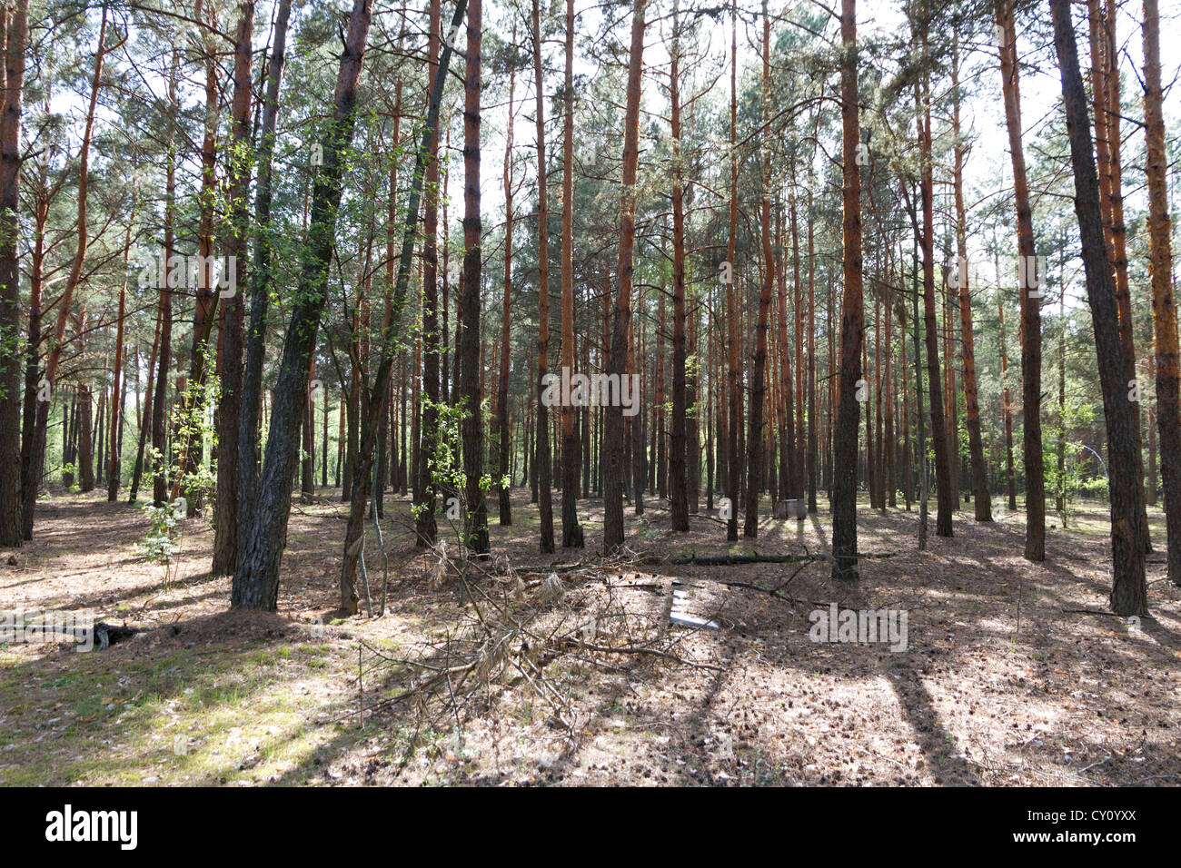 Red Forest Chernobyl Disaster Stockfotos und -bilder Kaufen - Alamy