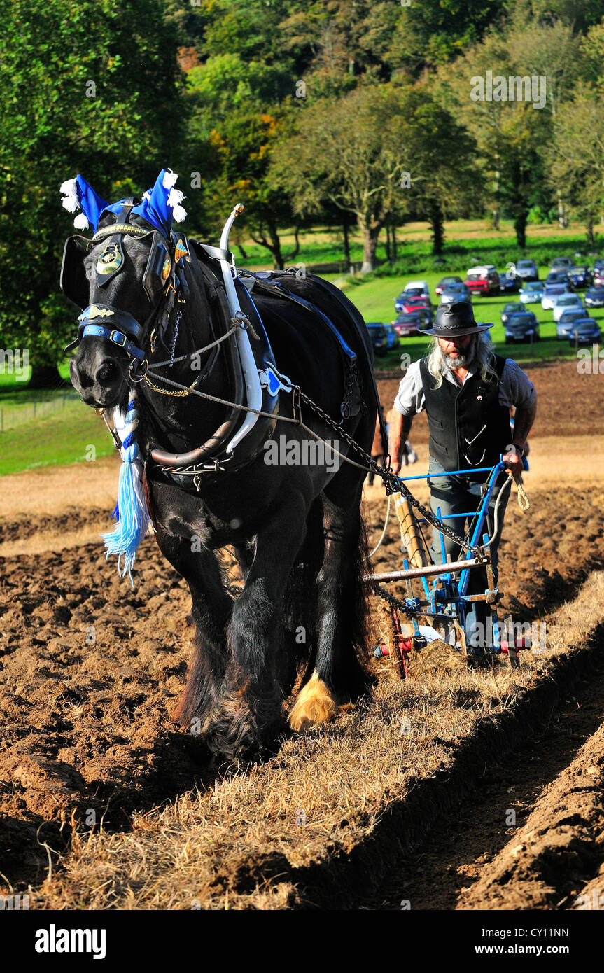Dales Shire Cross, Heavy Horse 'Ben' in der Heavy Horses Pflügen ...