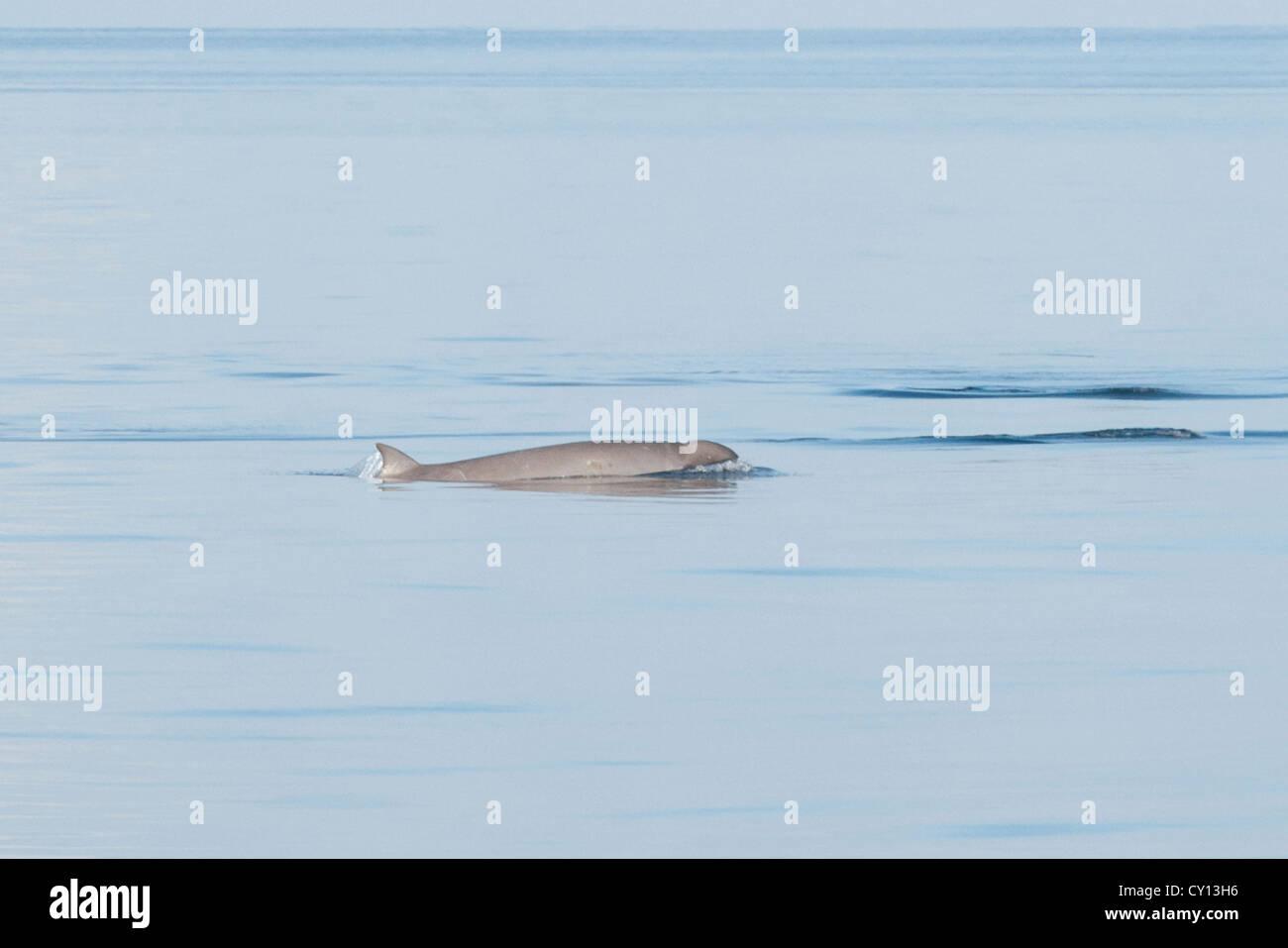 Longmans schnabelwal -Fotos und -Bildmaterial in hoher Auflösung – Alamy