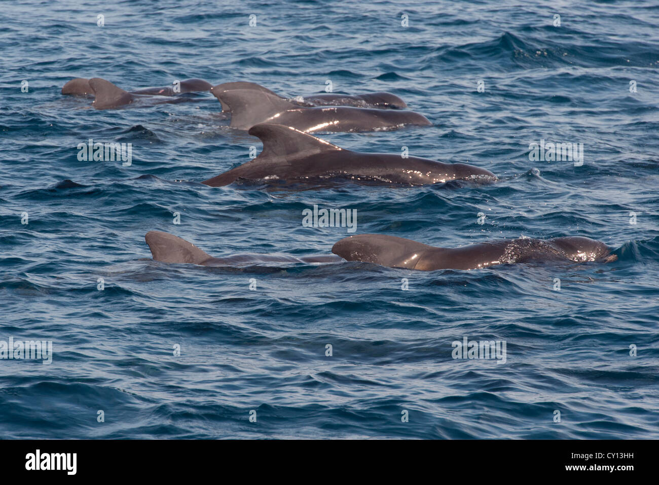 Wal gruppe -Fotos und -Bildmaterial in hoher Auflösung – Alamy