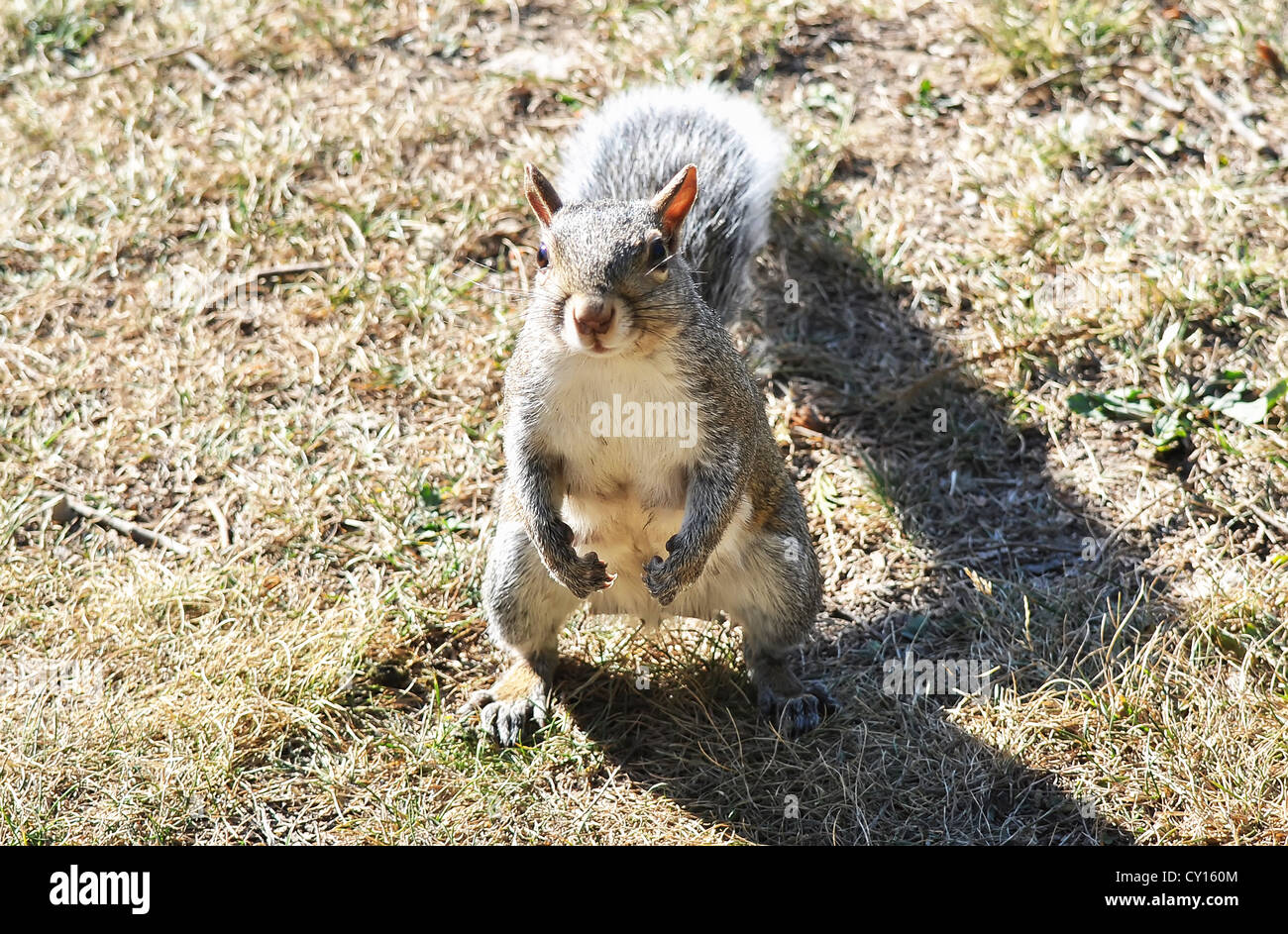 Neugieriges wildes tier -Fotos und -Bildmaterial in hoher Auflösung – Alamy