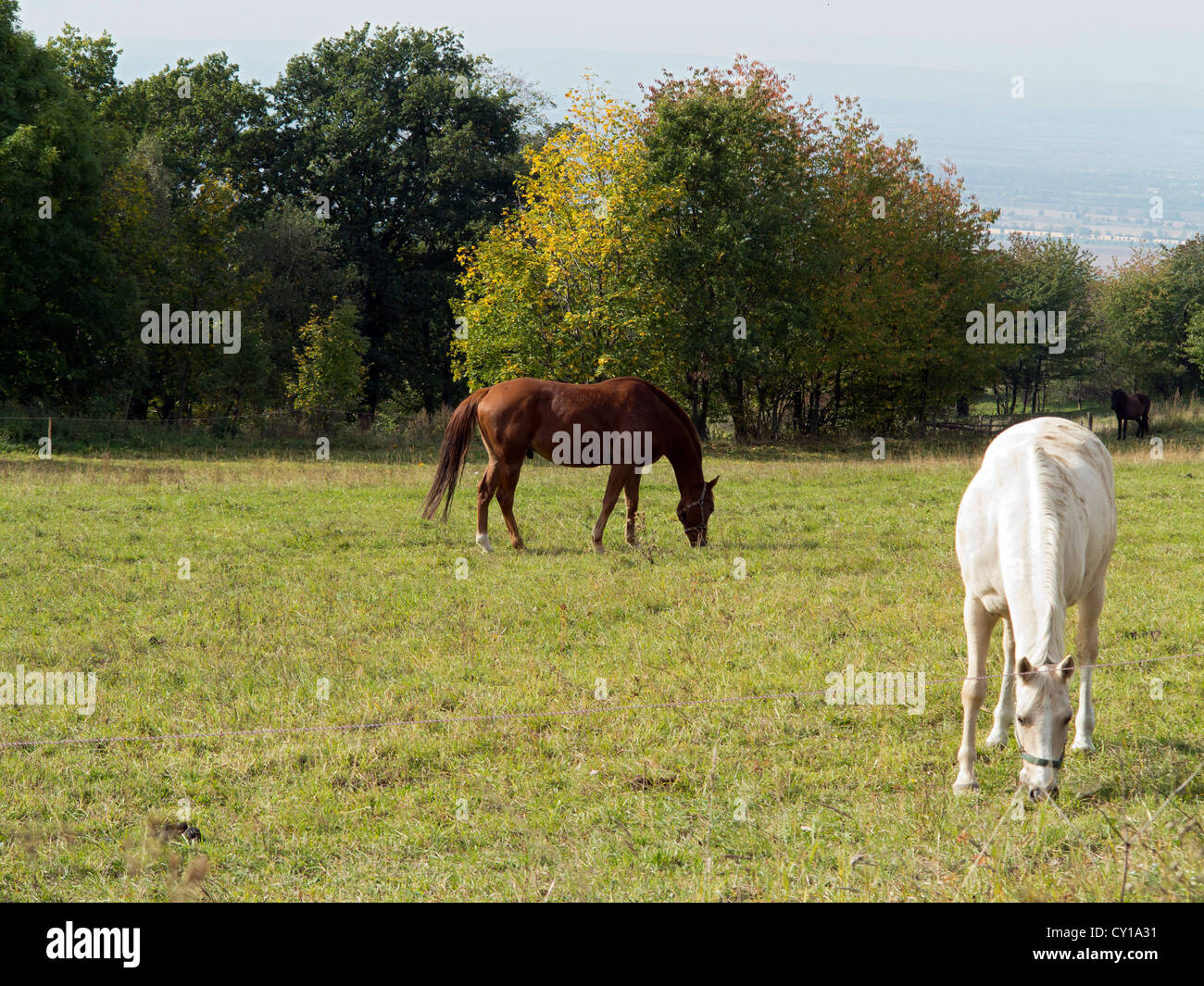 Pferd auf weide -Fotos und -Bildmaterial in hoher Auflösung – Alamy