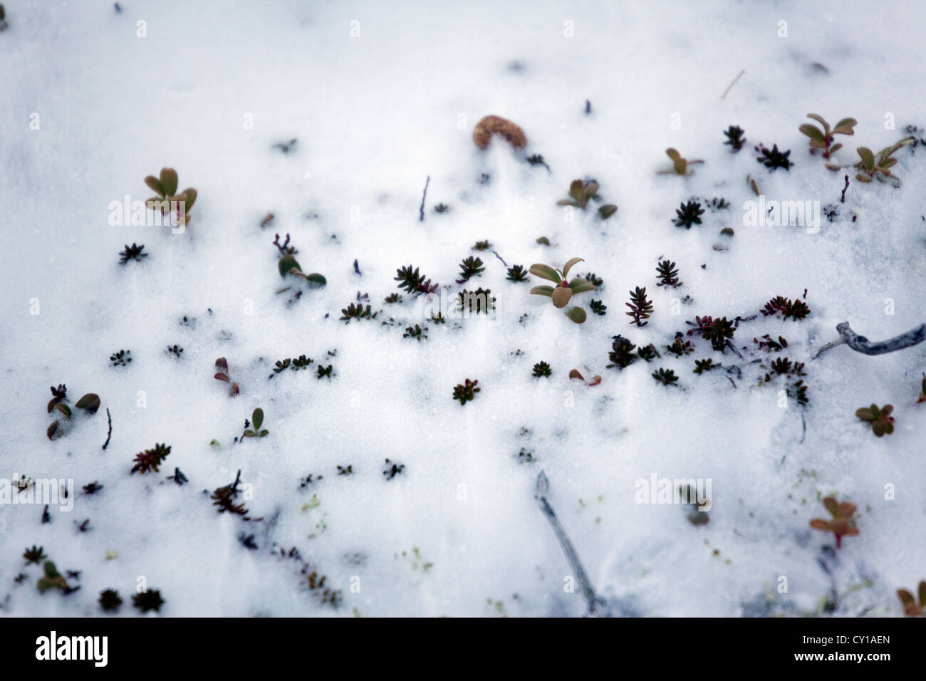 Skandinavisches rentiermoos -Fotos und -Bildmaterial in hoher Auflösung ...