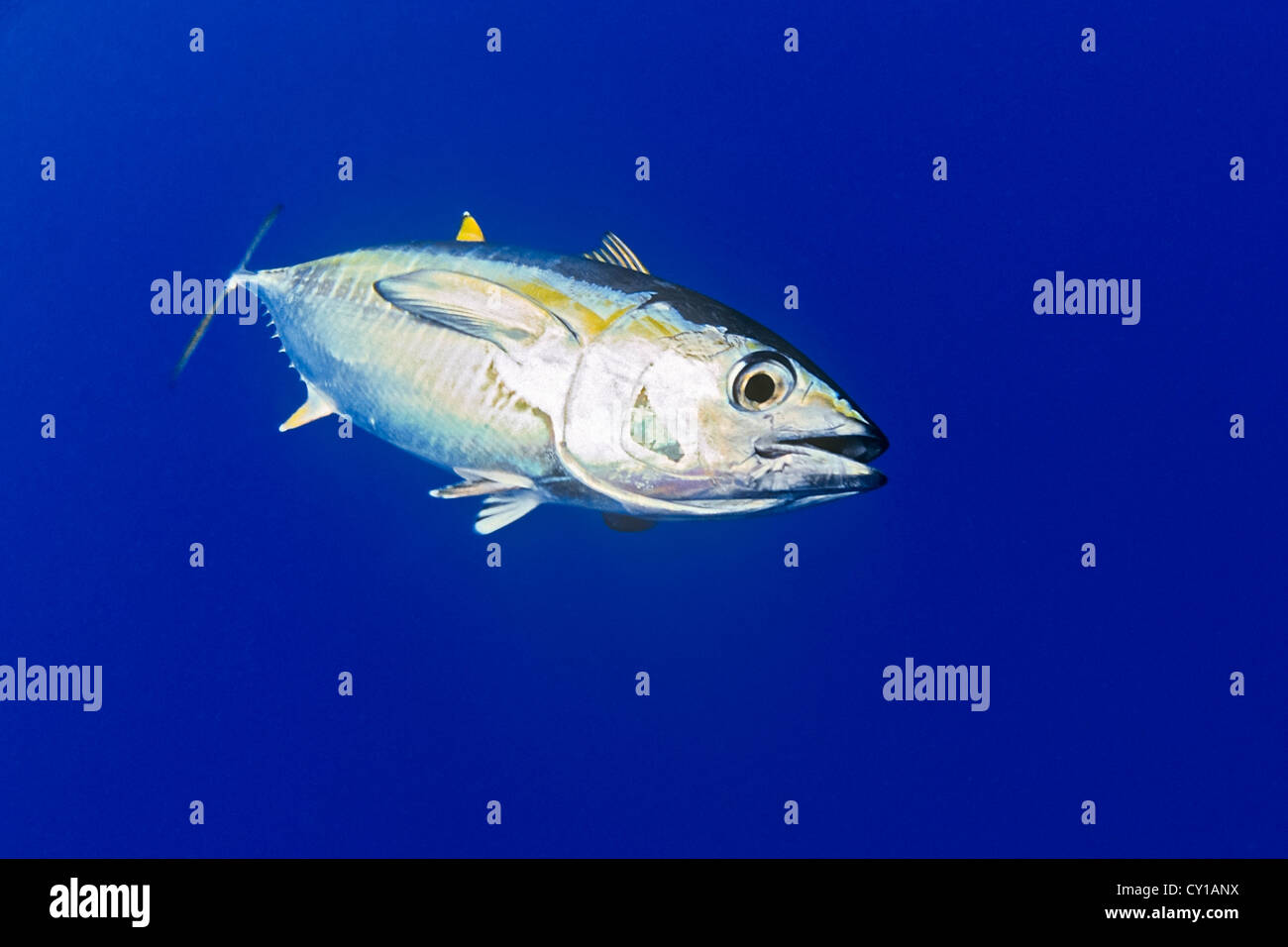 Big game fish -Fotos und -Bildmaterial in hoher Auflösung – Alamy