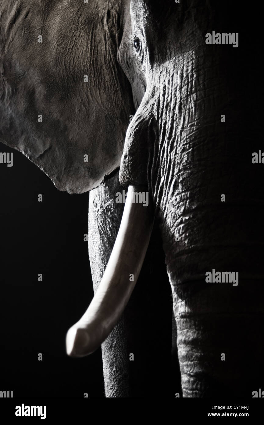 Ein Elefant im Wien Museum of Natural History Stockfotografie - Alamy