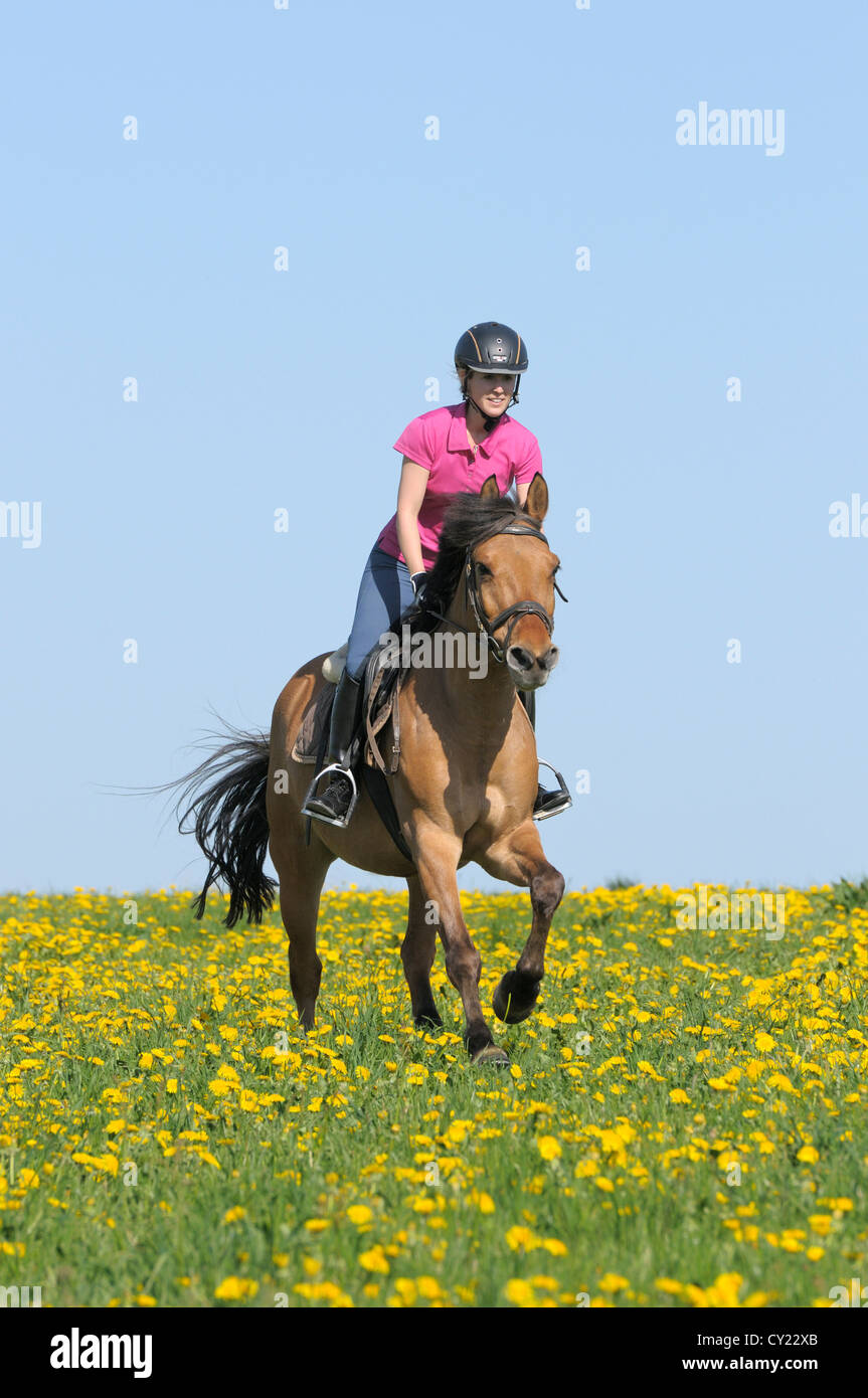 Pferd ponys pony galopp galoppierenden galopp galoppieren -Fotos und -Bildmaterial in hoher ...