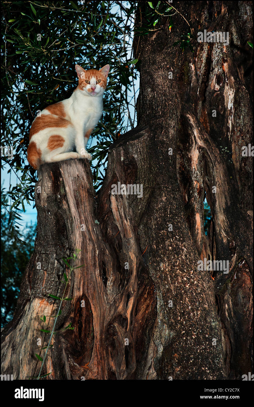 Olive die katze -Fotos und -Bildmaterial in hoher Auflösung – Alamy