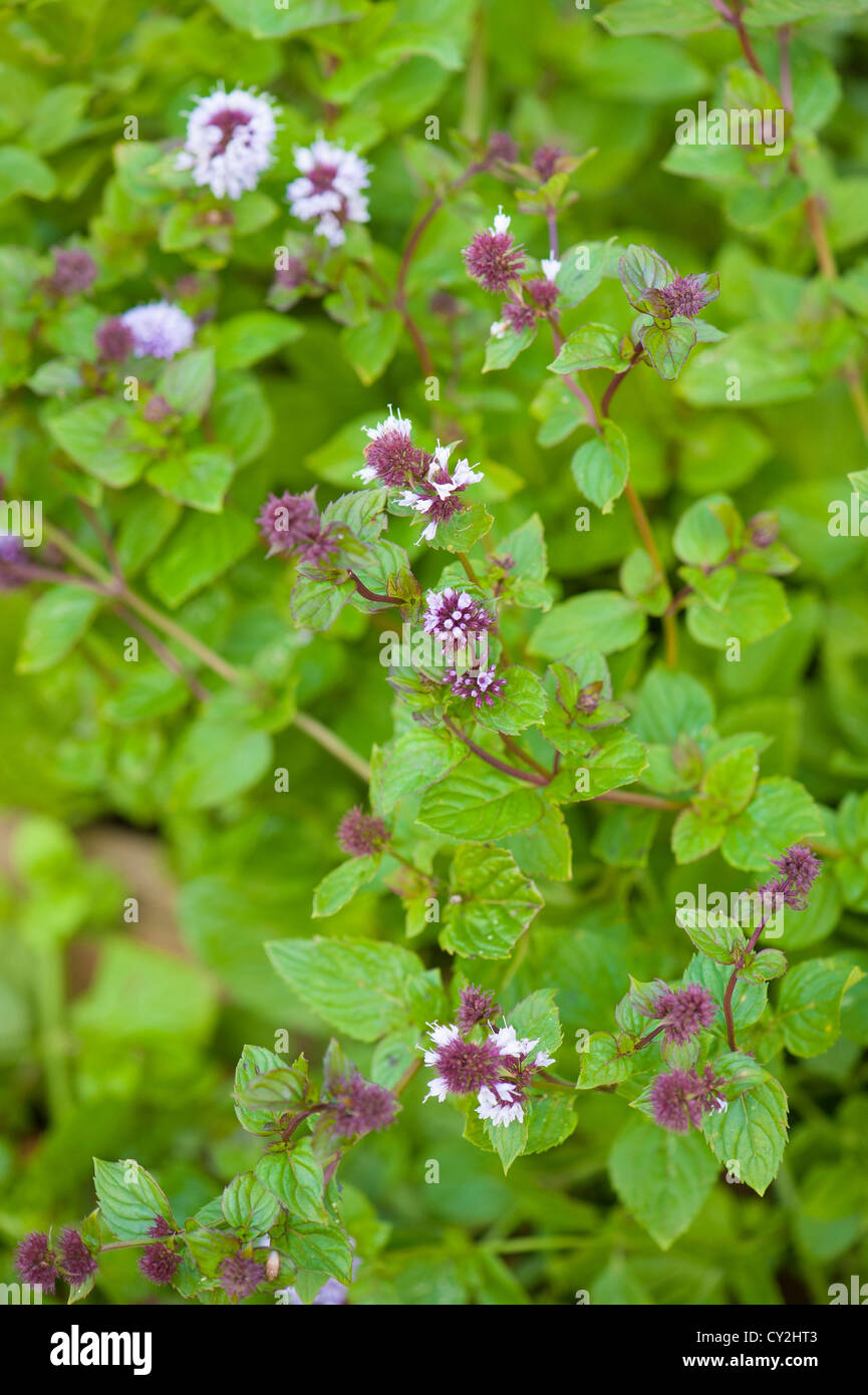 Mentha citrata orange -Fotos und -Bildmaterial in hoher Auflösung – Alamy