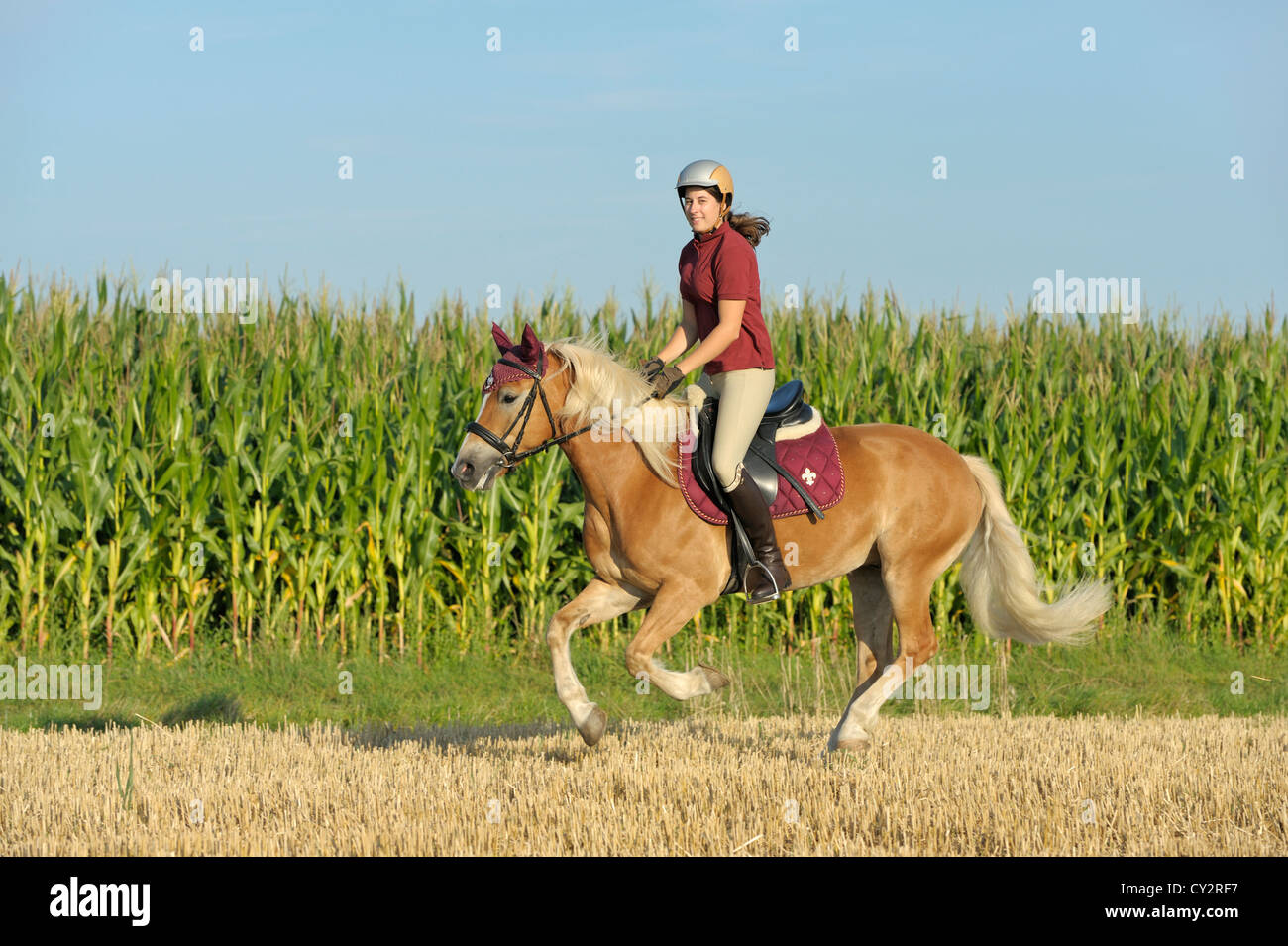 Reiter galoppieren -Fotos und -Bildmaterial in hoher Auflösung – Alamy