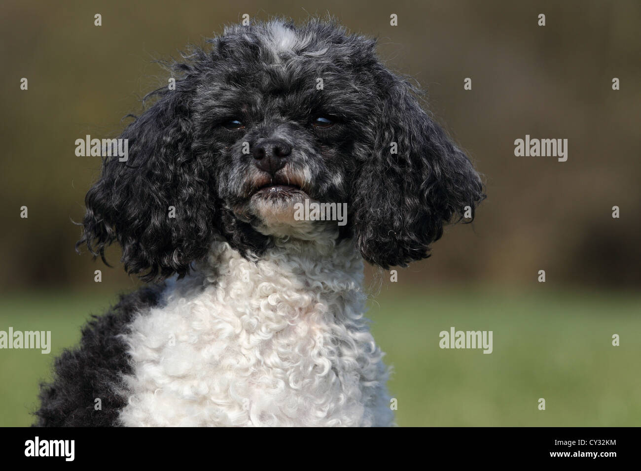 W toy -Fotos und -Bildmaterial in hoher Auflösung – Alamy