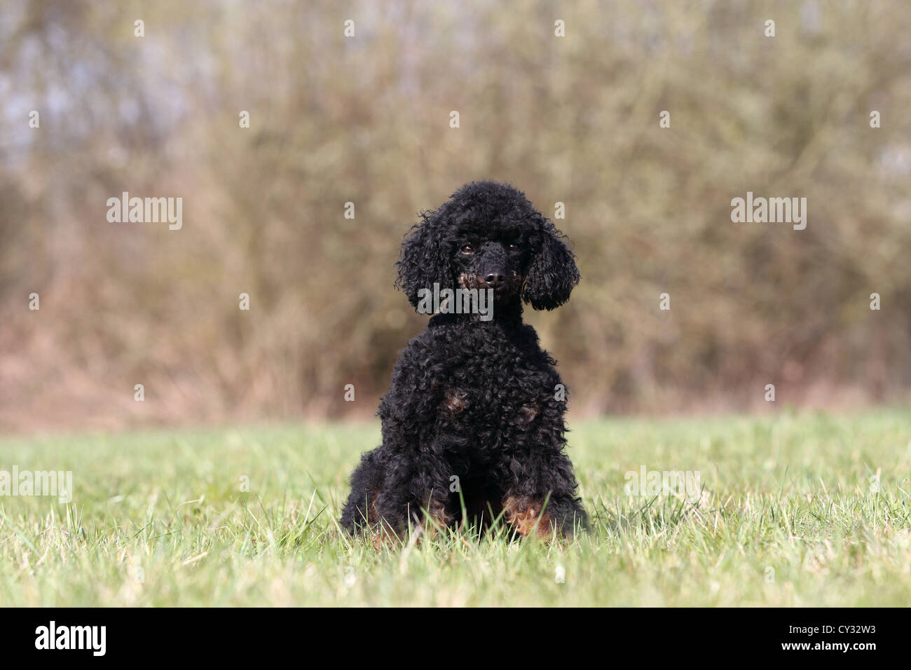 Toy poodle -Fotos und -Bildmaterial in hoher Auflösung – Alamy