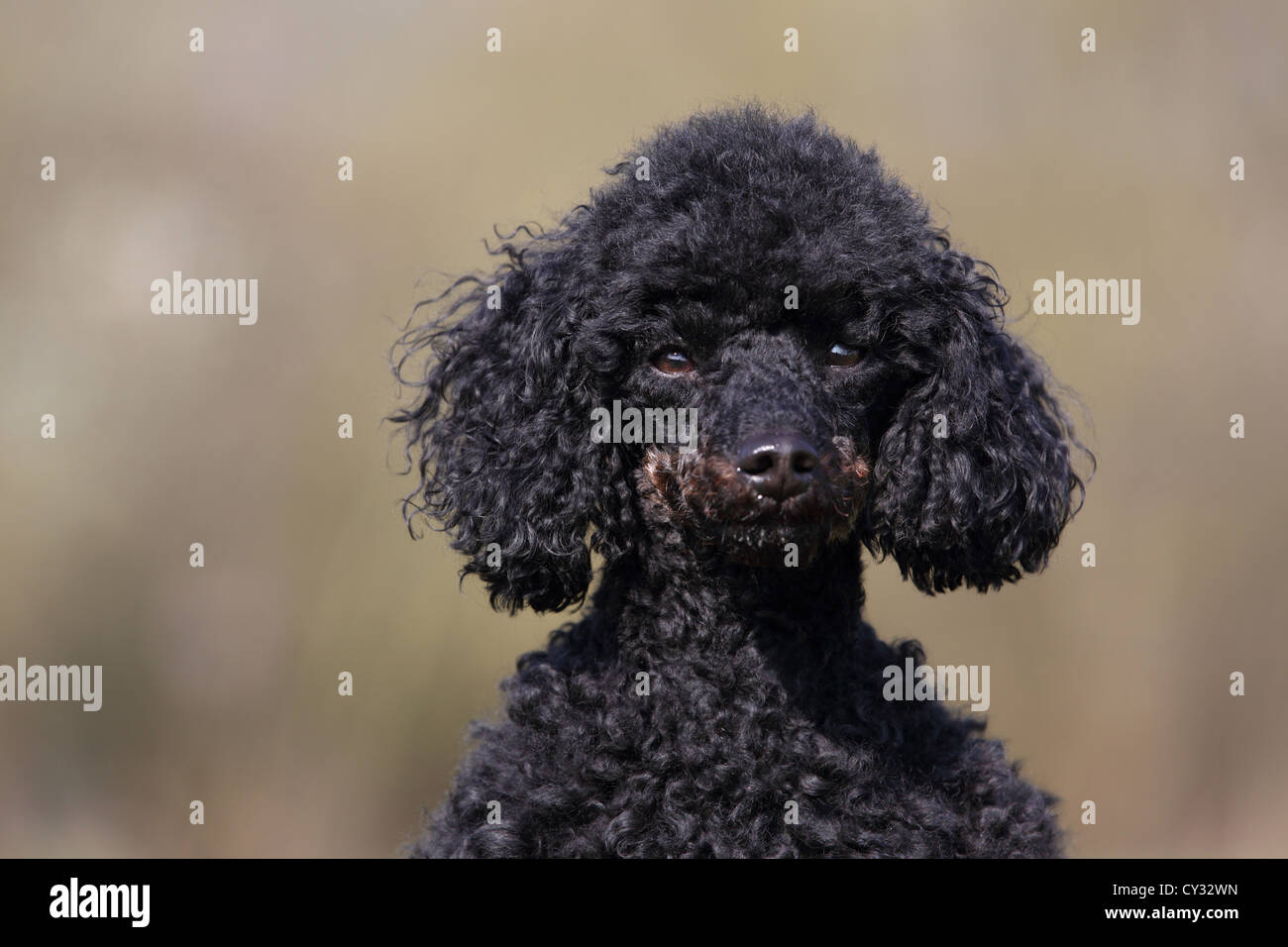 Toy Poodle Stockfotos und -bilder Kaufen - Alamy