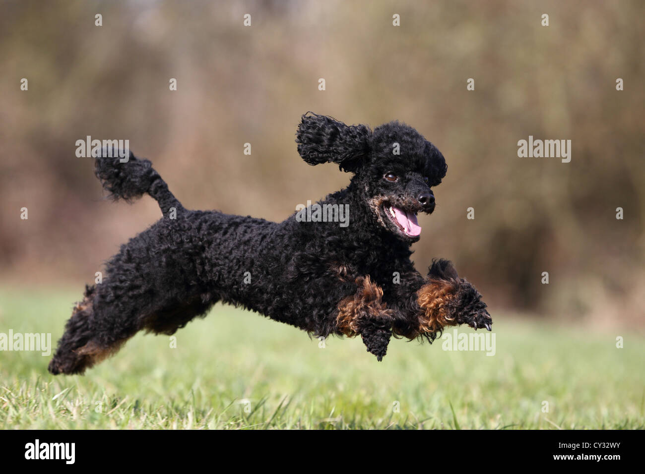 Toy Poodle Stockfotos und -bilder Kaufen - Alamy