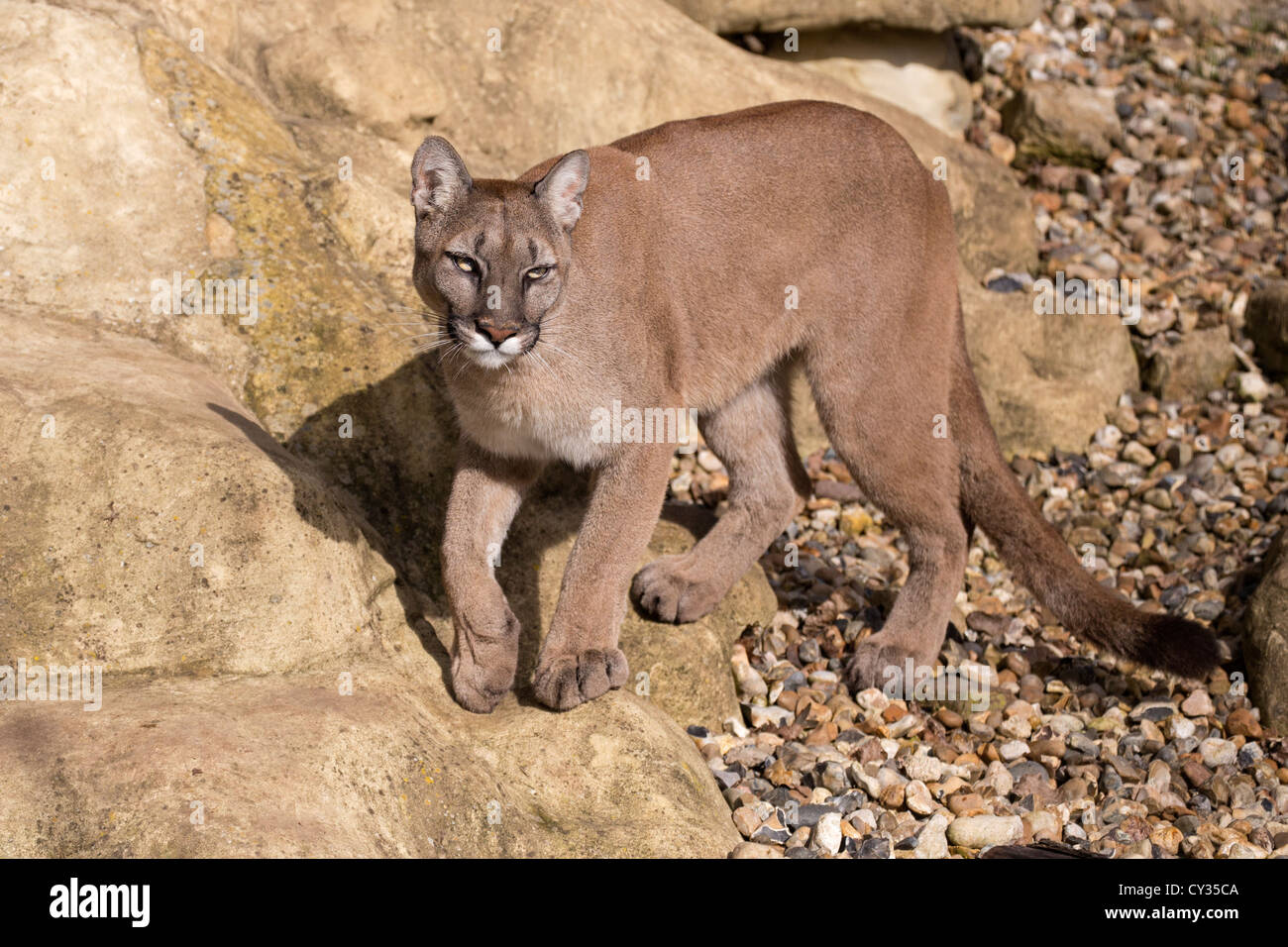 Rock des pumas -Fotos und -Bildmaterial in hoher Auflösung – Alamy