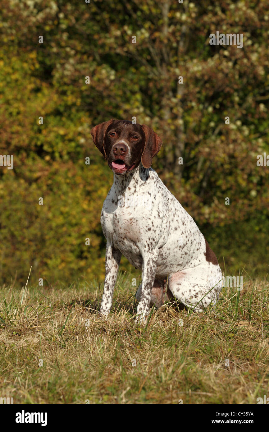 Braque francais type pyrenees -Fotos und -Bildmaterial in hoher ...