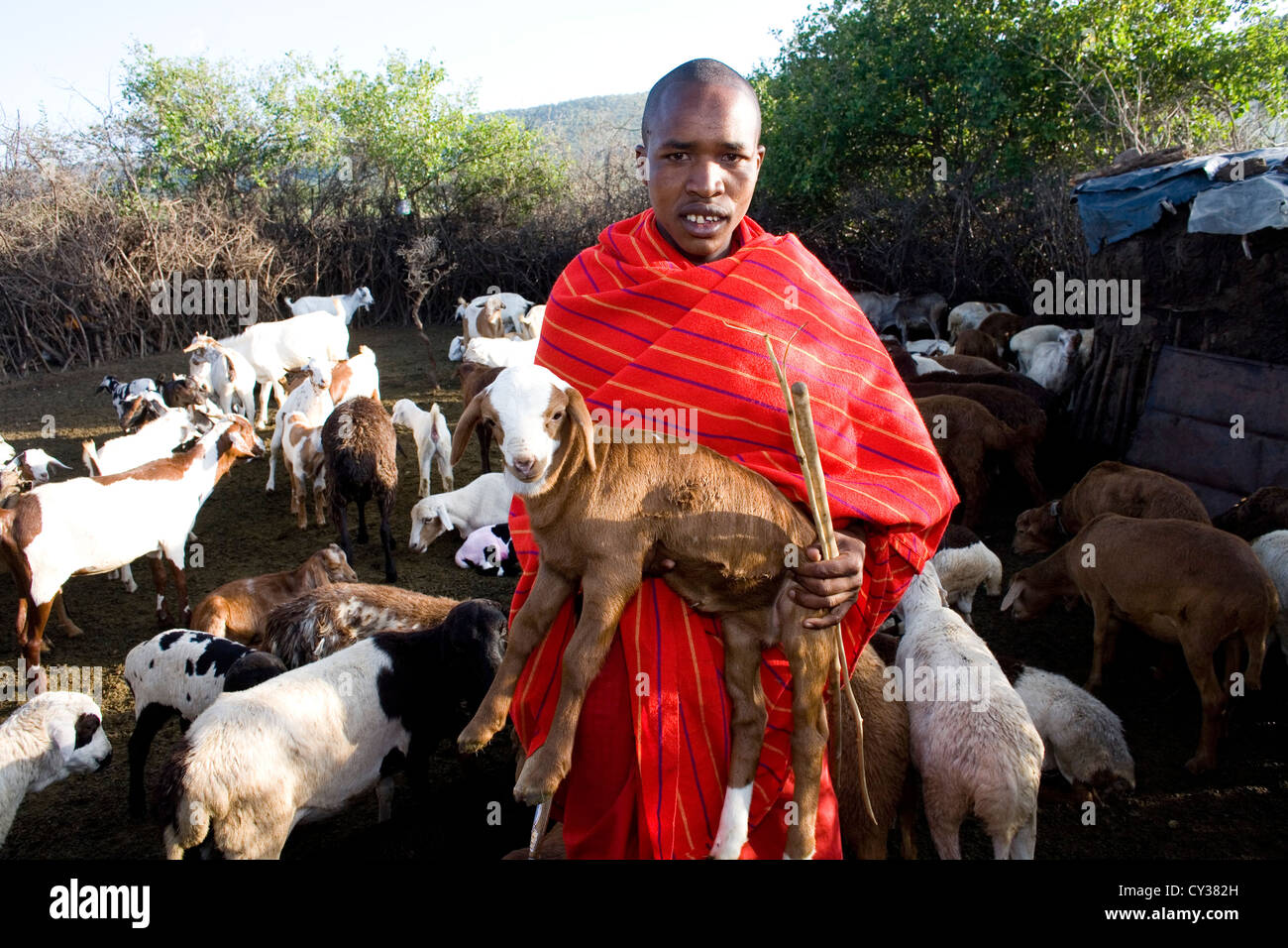 Massai-Stamm in Kenyafarming, Bauernhof, Landwirtschaft, Ziege, Ziegen ...