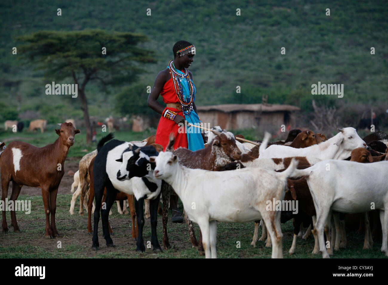 Massai-Stamm in Kenyafarming, Bauernhof, Landwirtschaft, Ziege, Ziegen ...