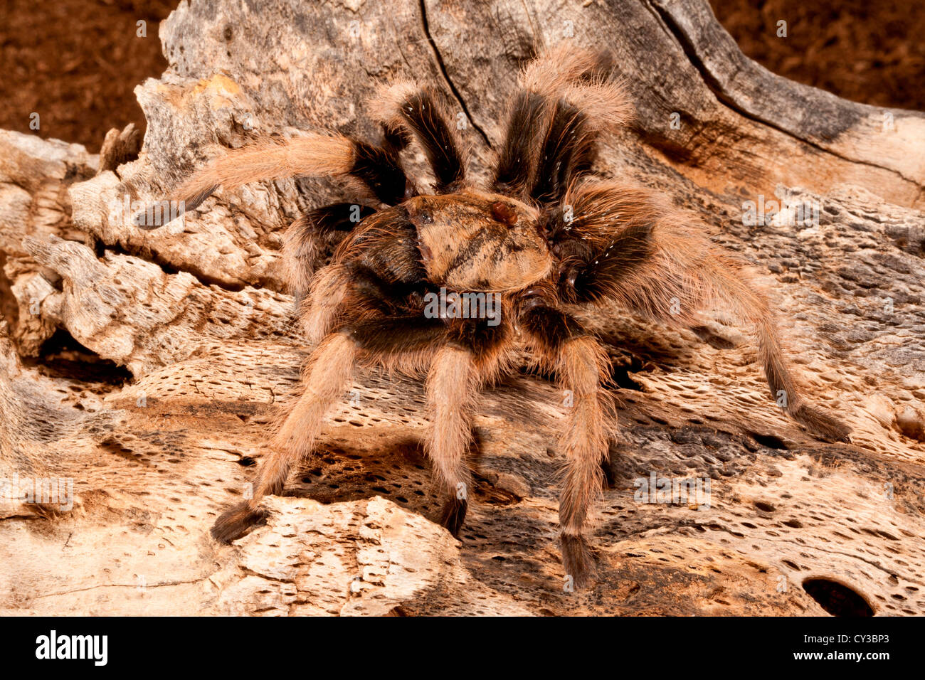 New River Rust Rump Tarantula, Aphonopelma sp Stockfotografie - Alamy