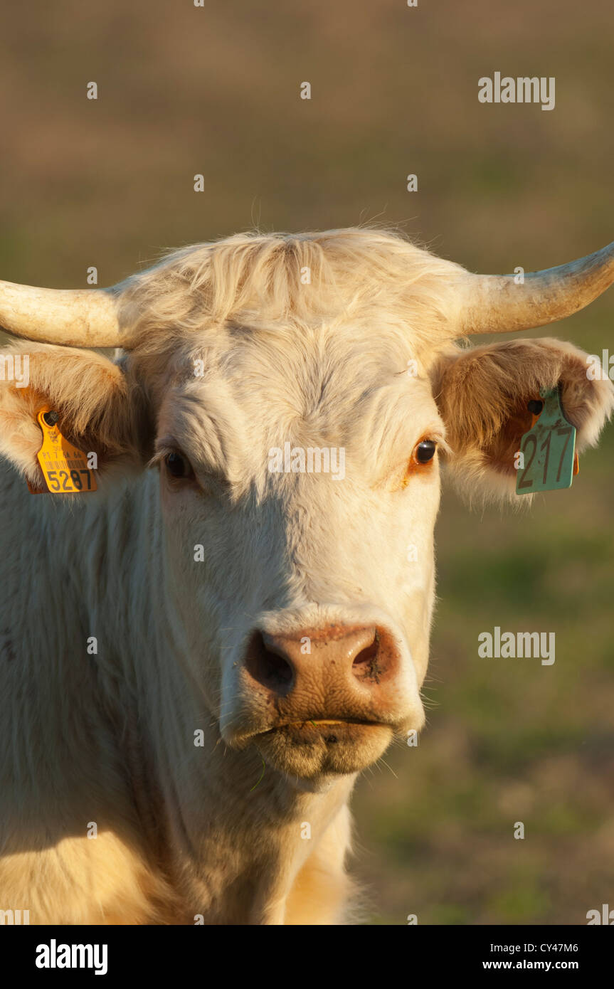 Kuh starrt mich an -Fotos und -Bildmaterial in hoher Auflösung – Alamy