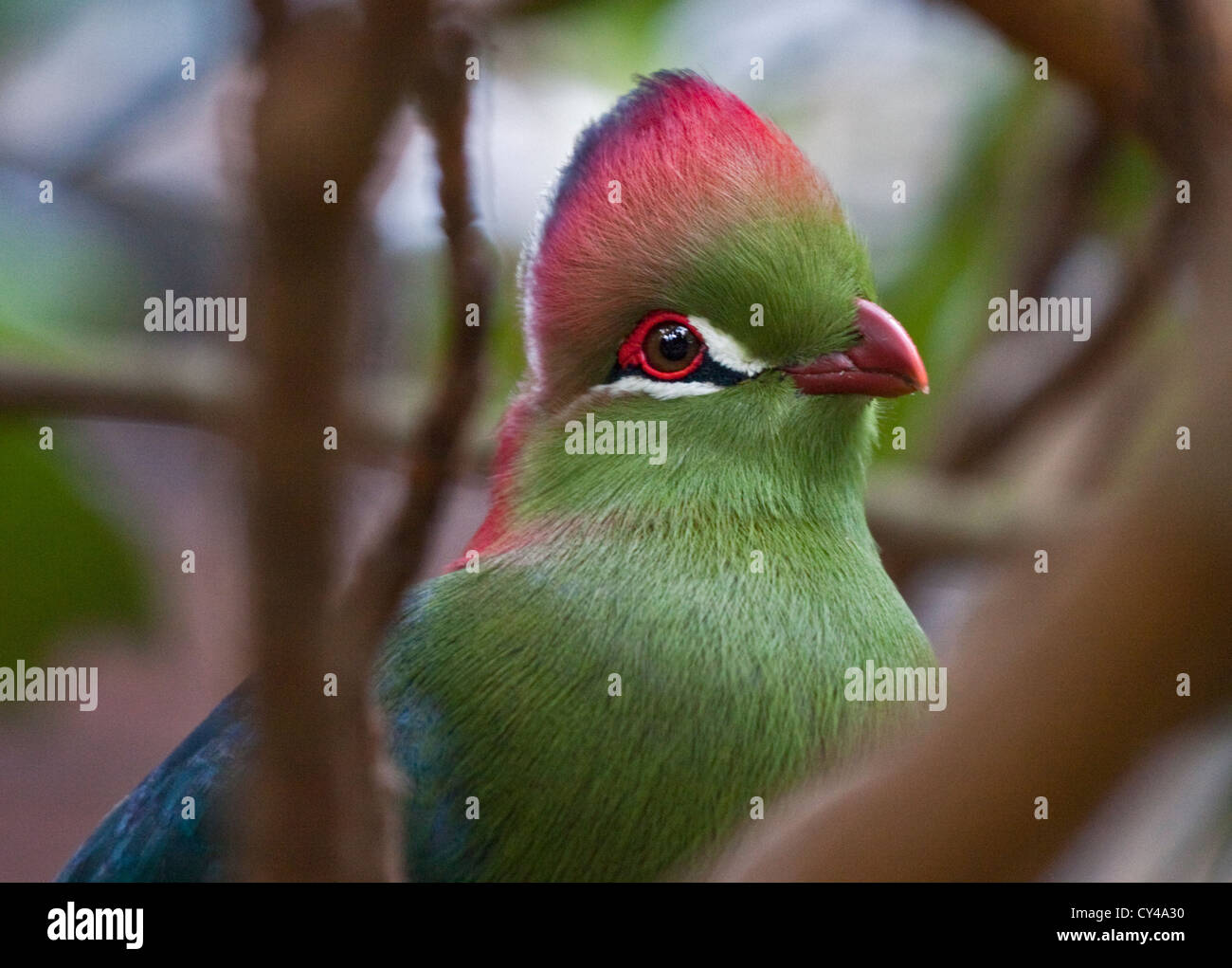 Fischers turaco tauraco fischeri -Fotos und -Bildmaterial in hoher ...