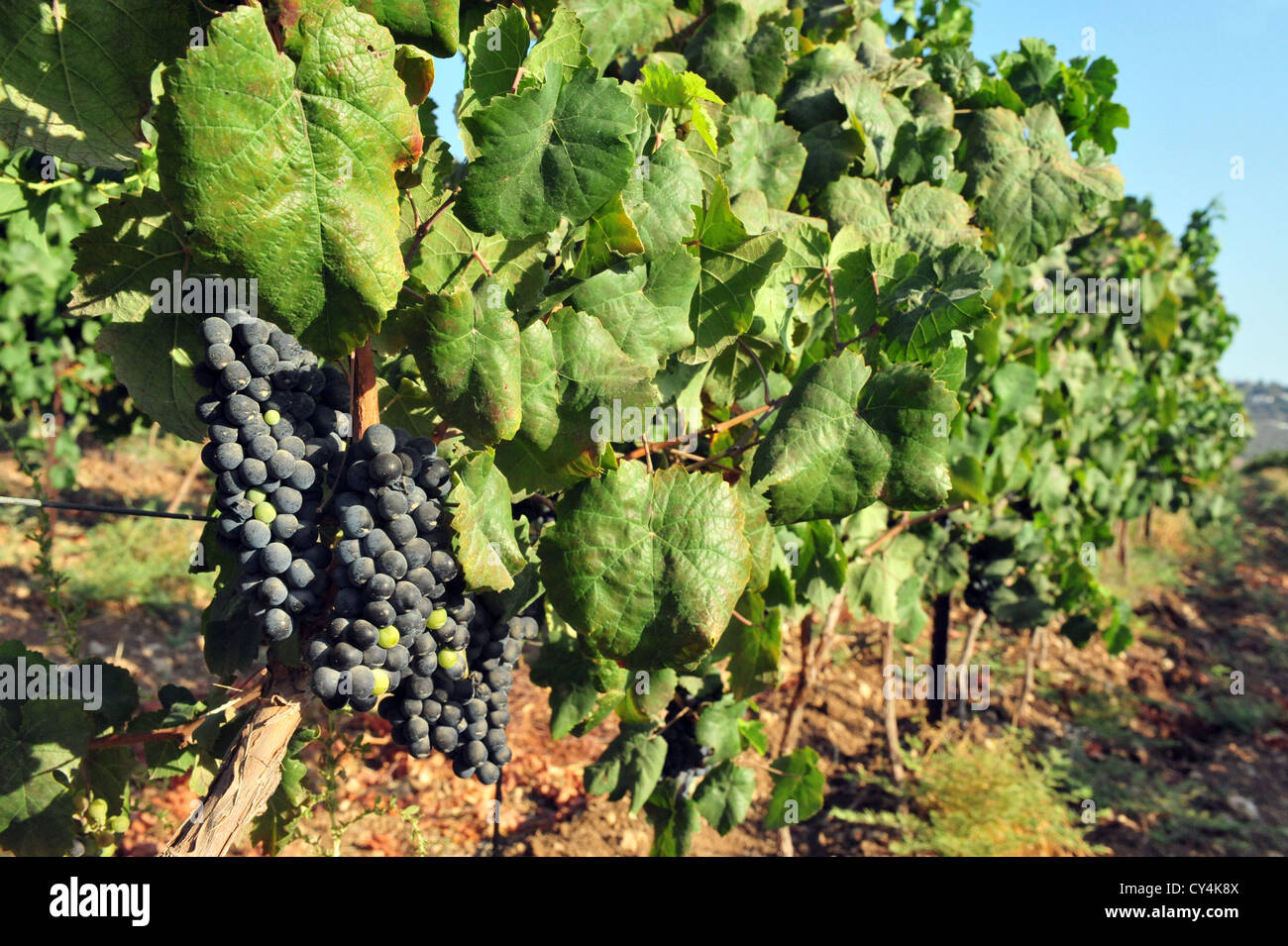 Frucht Israels Stockfotos und -bilder Kaufen - Alamy