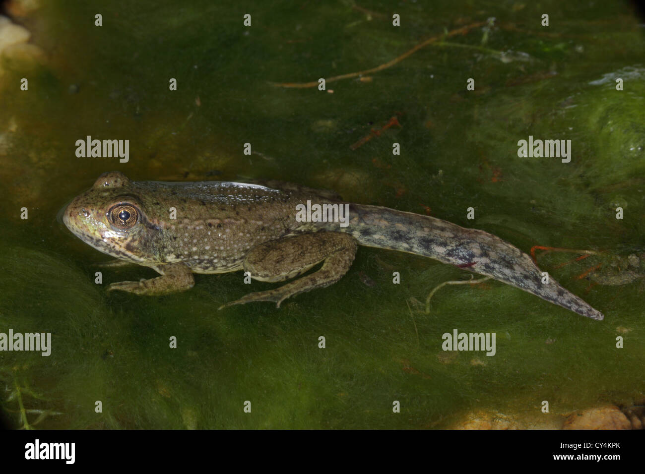 Kaulquappe frosch entwicklung -Fotos und -Bildmaterial in hoher ...