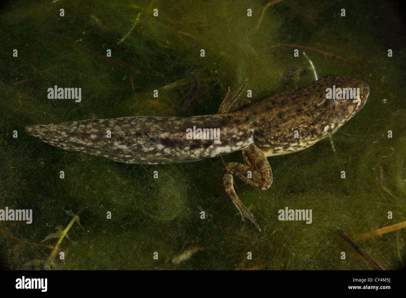 Green Frog, Rana Clamitans, New York, Phase der Metamorphose von der ...