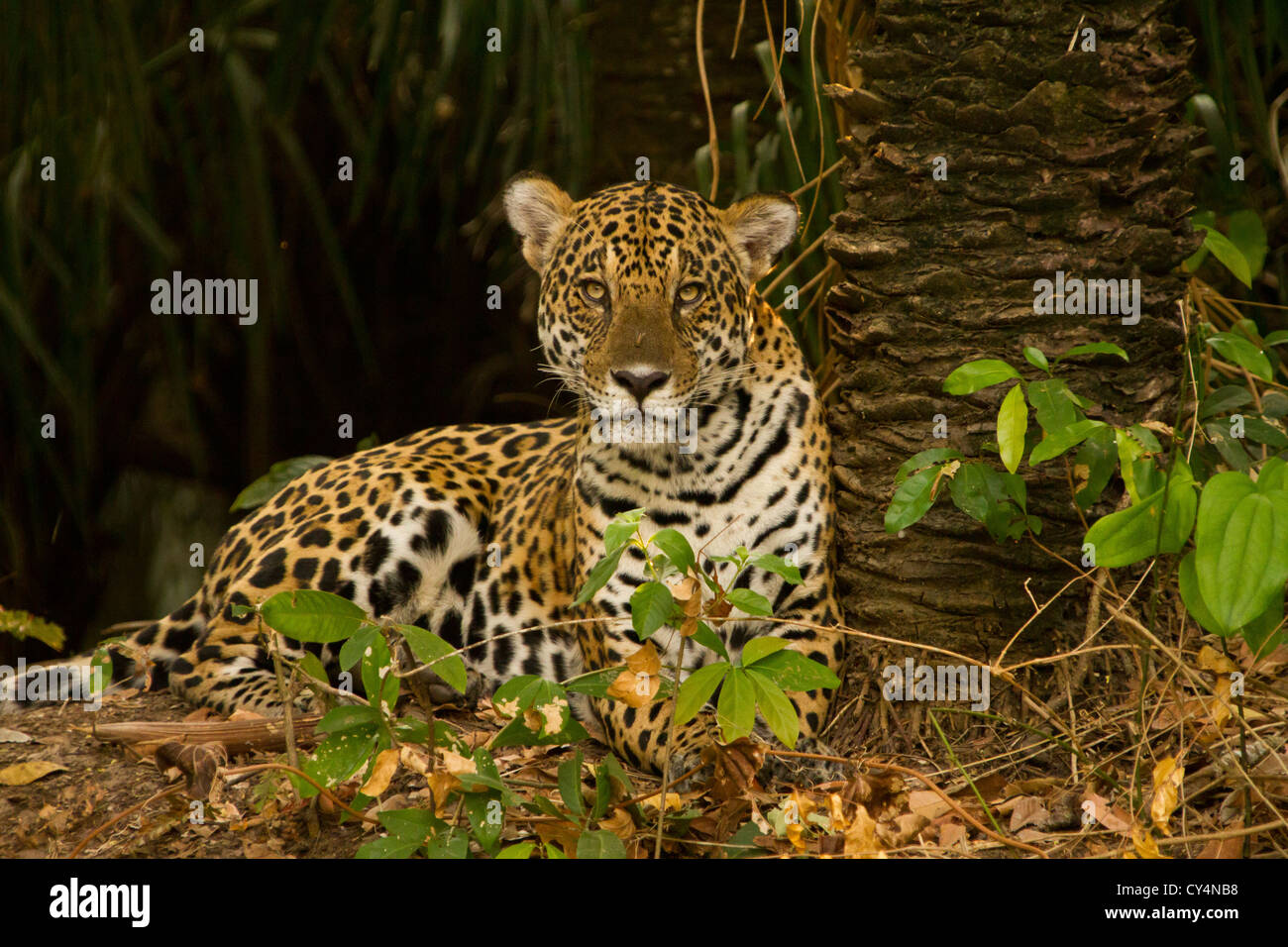 Jaguar brasilien -Fotos und -Bildmaterial in hoher Auflösung – Alamy