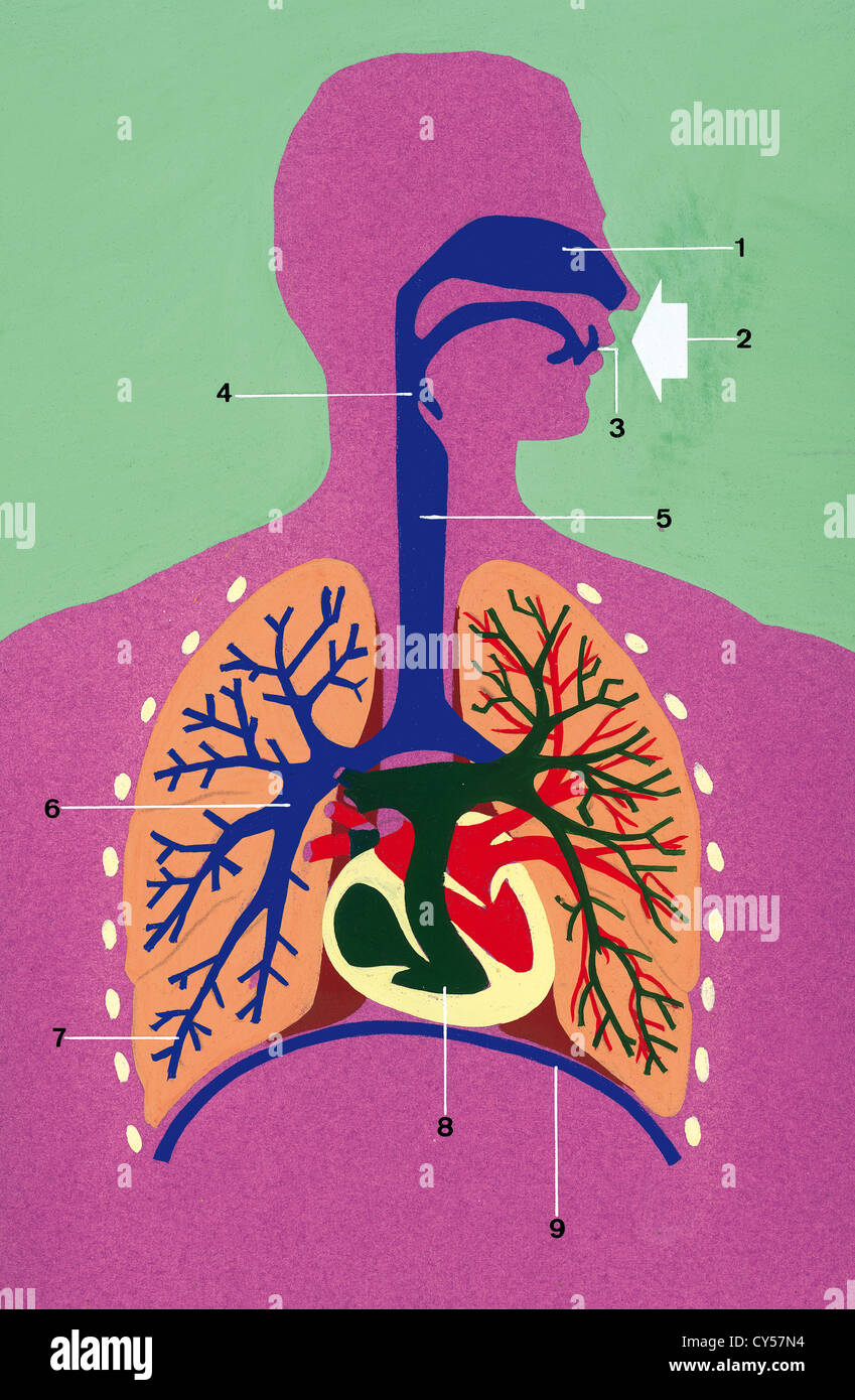 Atemwege. Schematische Zeichnung. Zeichnung. Farbe Stockfotografie - Alamy