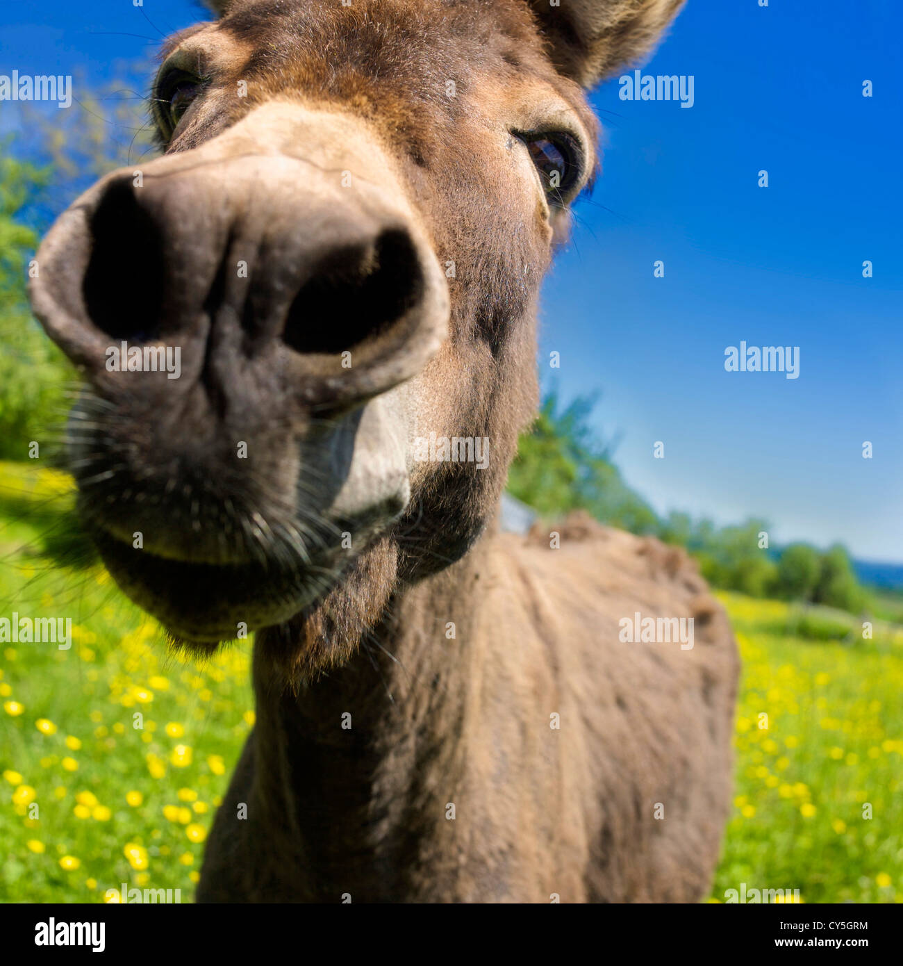 Esel kopf -Fotos und -Bildmaterial in hoher Auflösung – Alamy