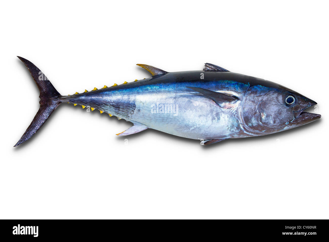 Thunfisch fischerboot Ausgeschnittene Stockfotos und -bilder - Alamy