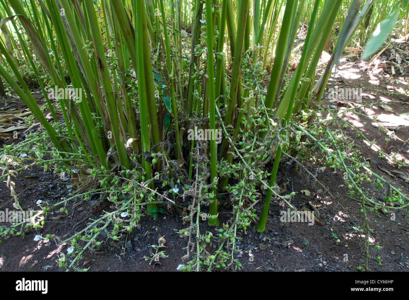Kardamom pflanze -Fotos und -Bildmaterial in hoher Auflösung – Alamy