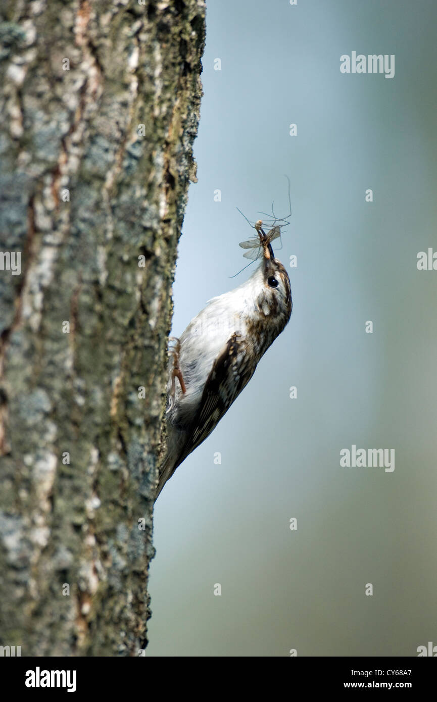 Der eurasische treecreeper oder der gemeinsame treecreeper Stockfotos ...