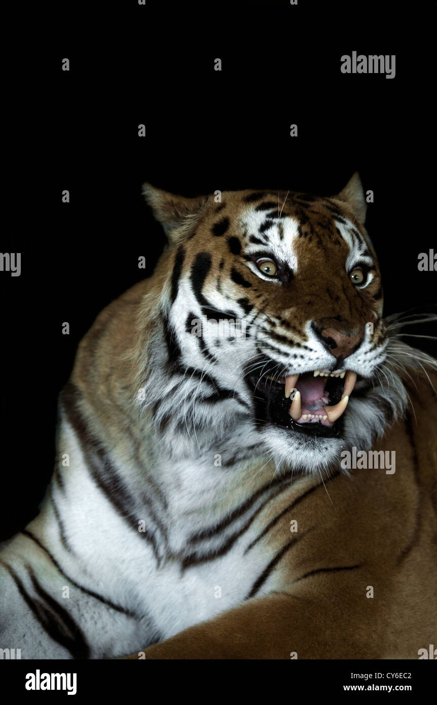 Tiger brüllen -Fotos und -Bildmaterial in hoher Auflösung – Alamy
