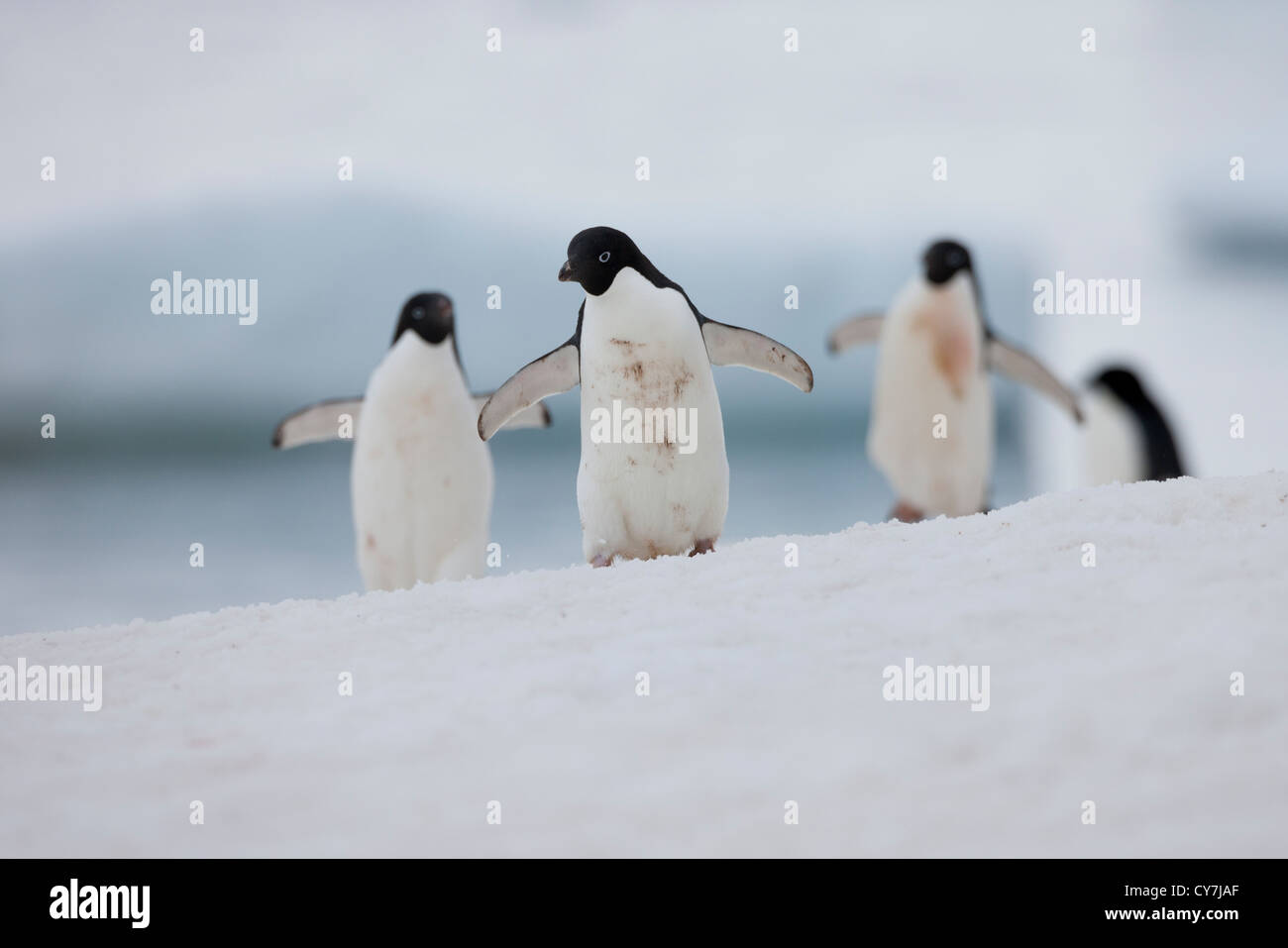 Pinguine laufen -Fotos und -Bildmaterial in hoher Auflösung – Alamy
