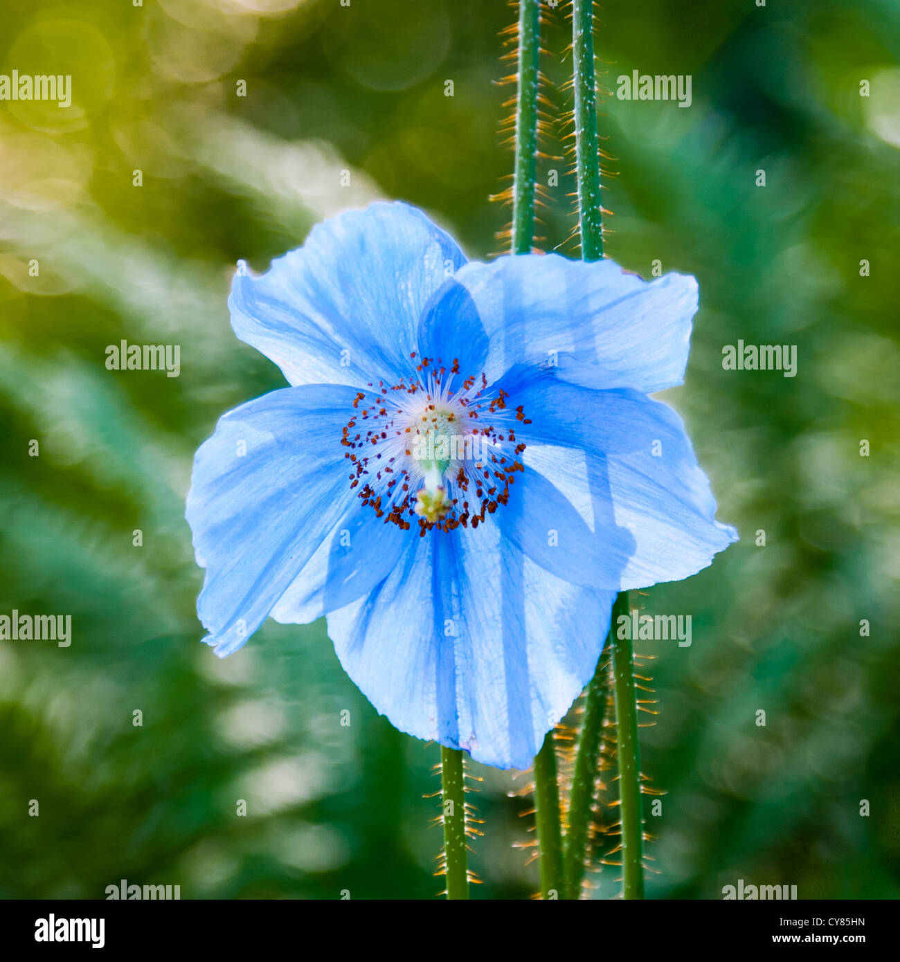 Blauer Mohn Stockfotos und -bilder Kaufen - Alamy