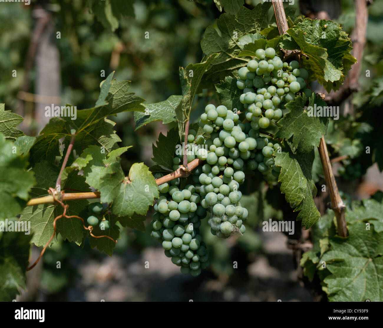 Vitis vinifera autumn leaf colour -Fotos und -Bildmaterial in hoher ...