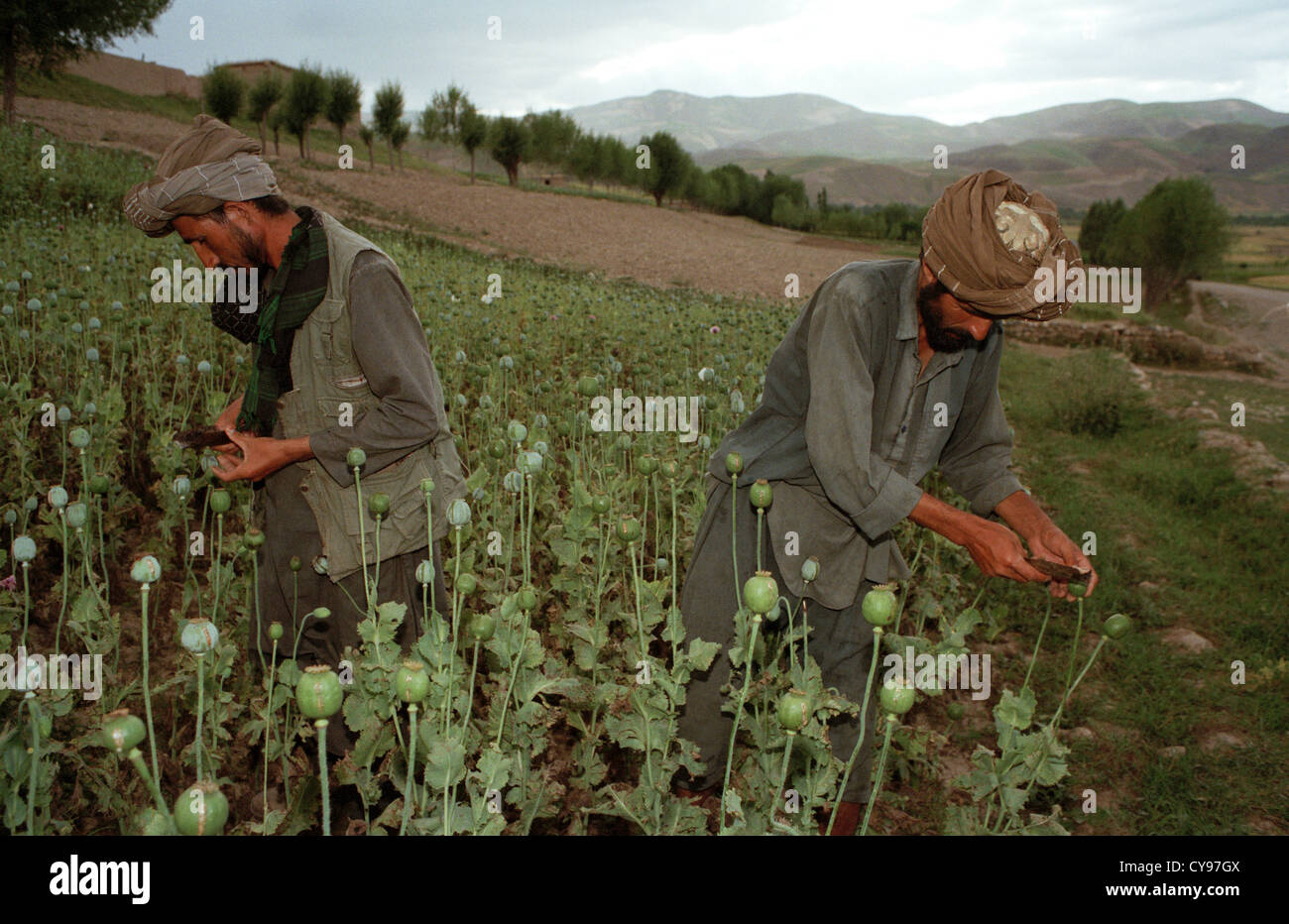 Opium afghanistan -Fotos und -Bildmaterial in hoher Auflösung – Alamy