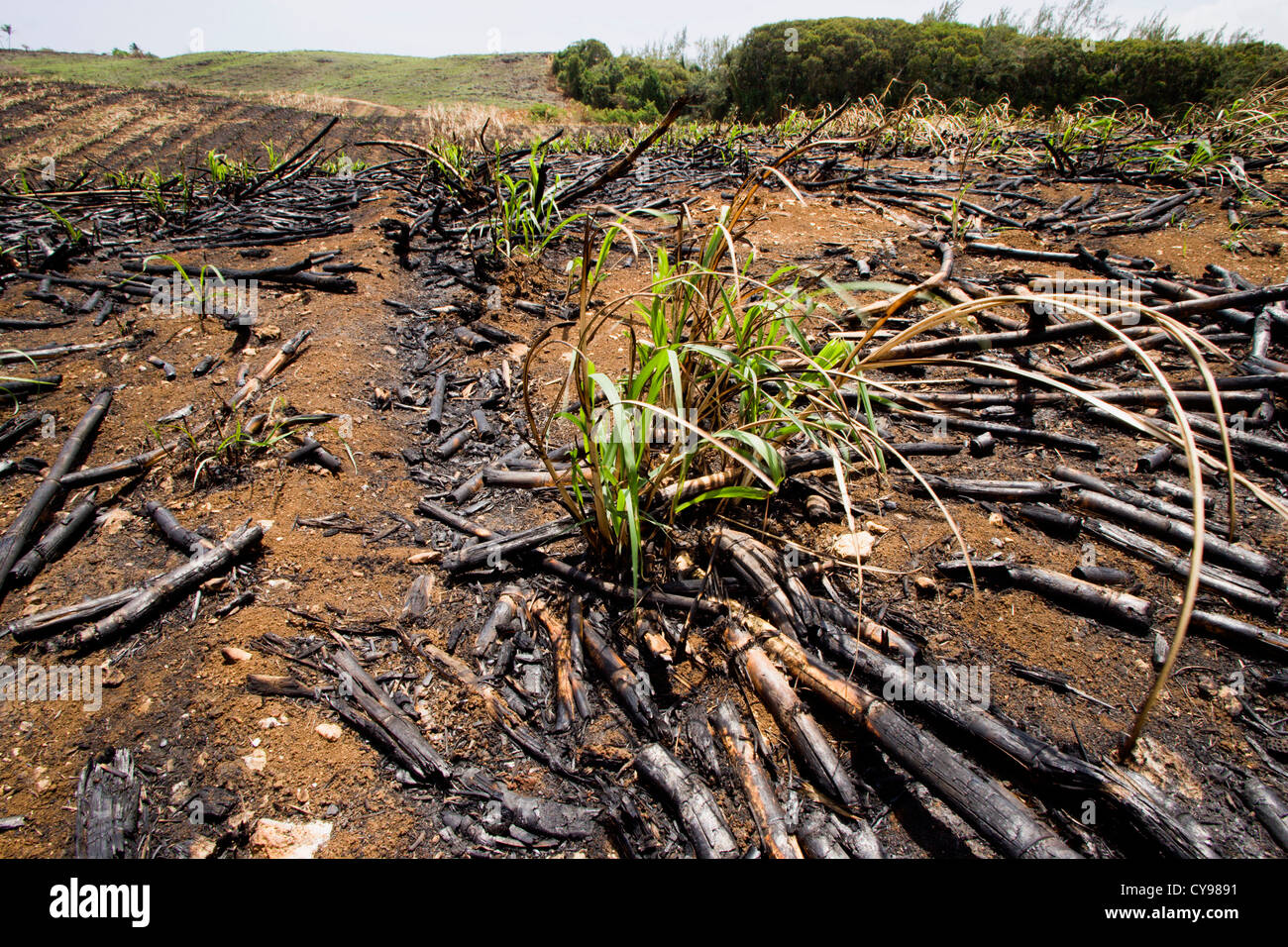 Sugar cane saccharum officinarum -Fotos und -Bildmaterial in hoher ...
