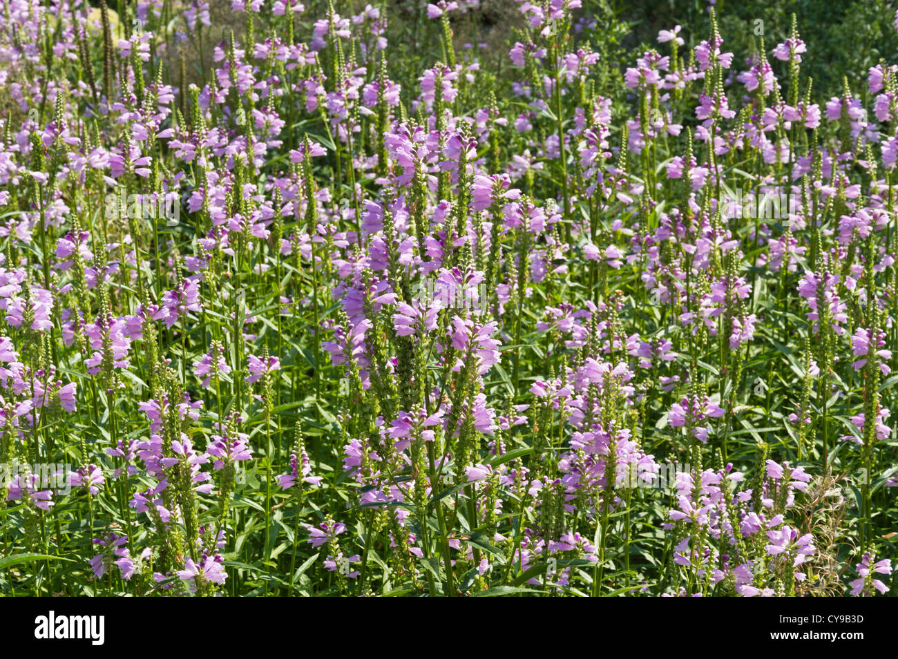 Gehorsam pflanzliche physostegia virginiana -Fotos und -Bildmaterial in ...