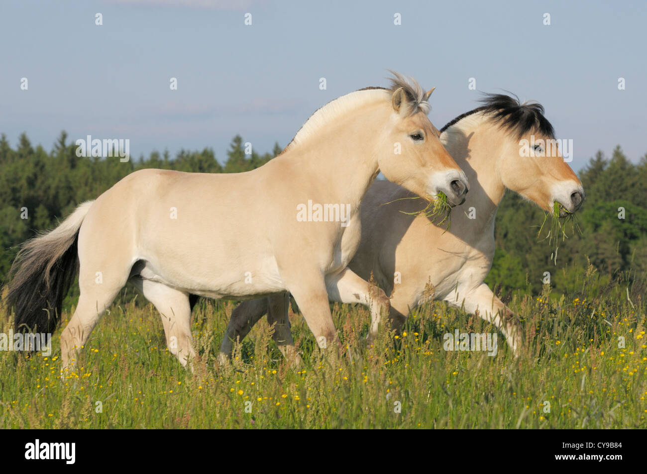 Norwegische Fjordpferde Stockfotos und -bilder Kaufen - Seite 2 - Alamy