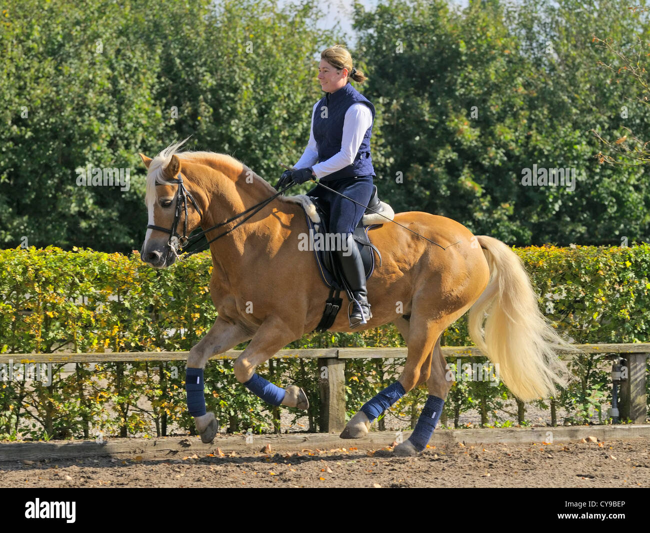 Dressurreiter Galopp Stockfotos und -bilder Kaufen - Alamy