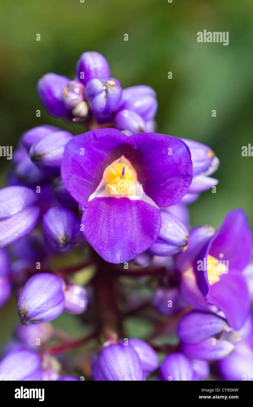 Blauer ingwer dichorisandra thyrsiflora -Fotos und -Bildmaterial in ...