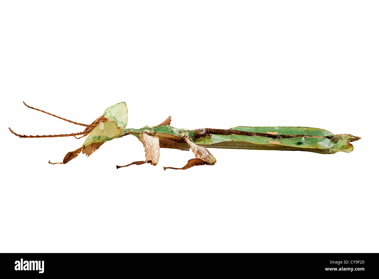 Leaf insect phyllium -Fotos und -Bildmaterial in hoher Auflösung – Alamy